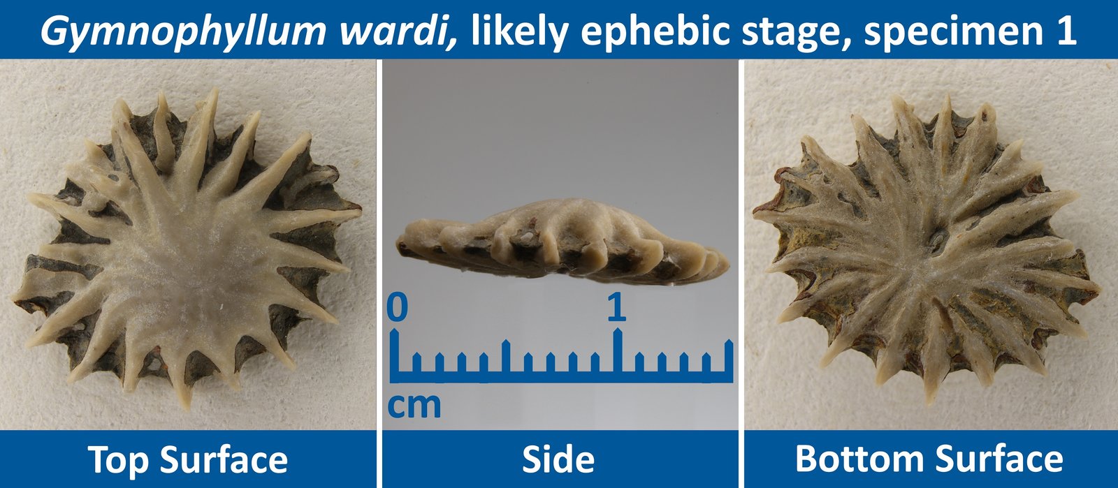 03 Gymnophyllum wardi Ephebic Specimen 01.jpg - Member Collections ...
