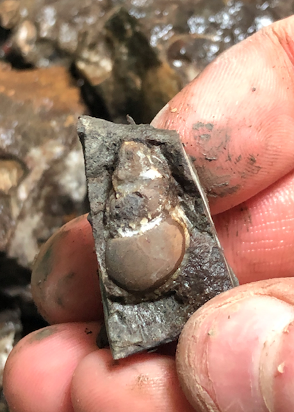 Fox Hills Formation Excursion - Fossil Hunting Trips - The Fossil Forum