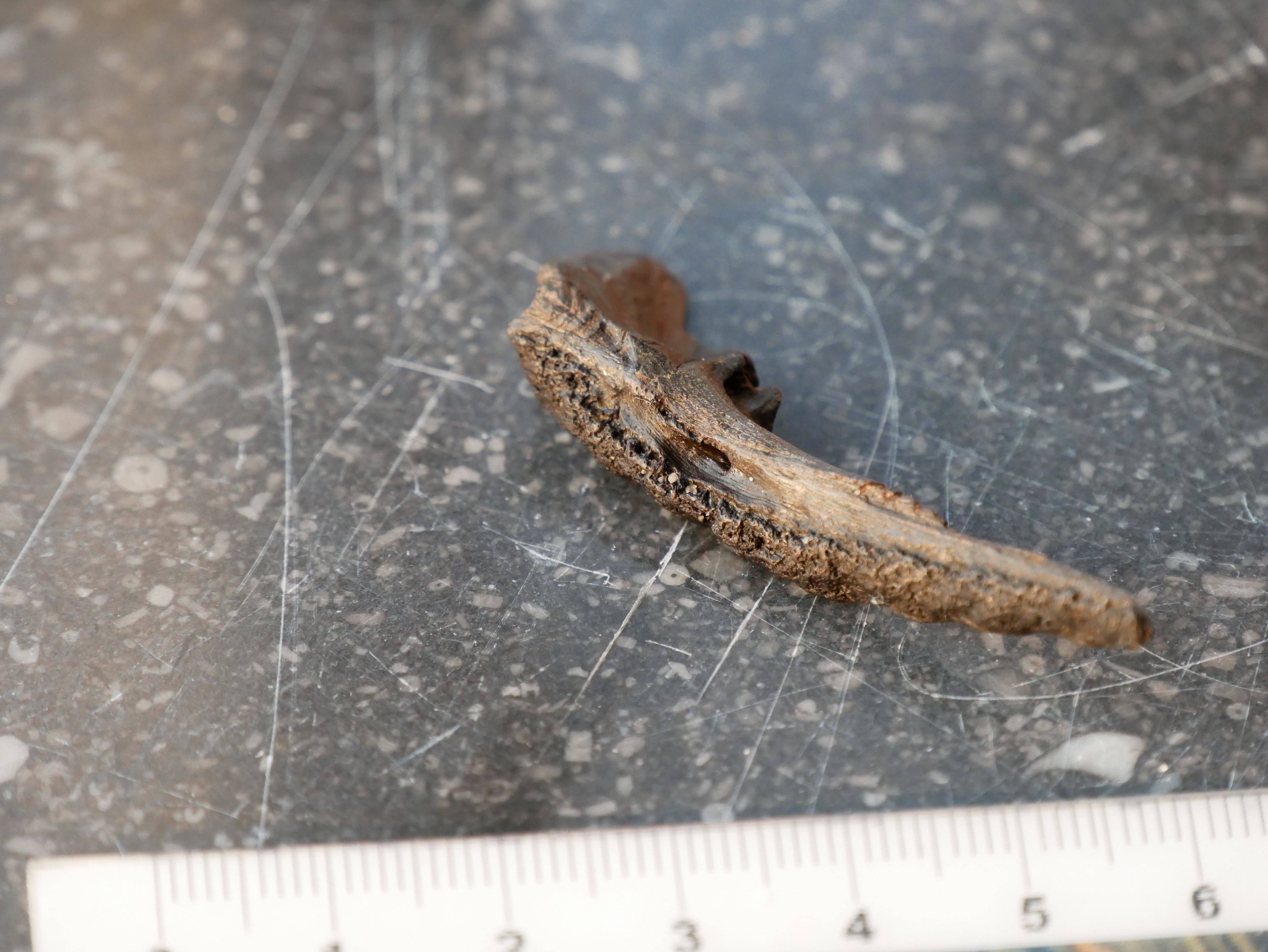 Fish bone from the Zandmotor - Fossil ID - The Fossil Forum