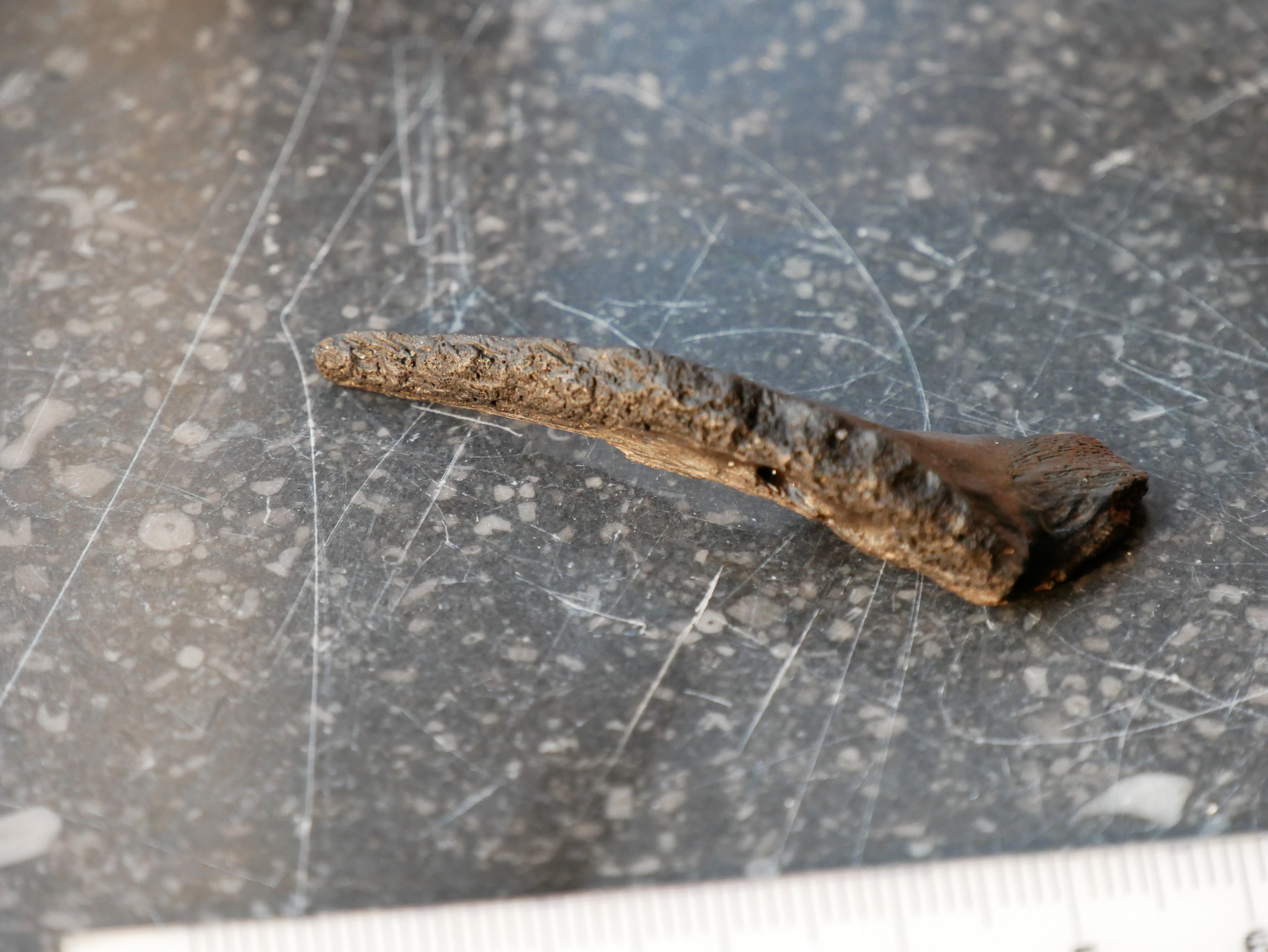 Fish bone from the Zandmotor - Fossil ID - The Fossil Forum