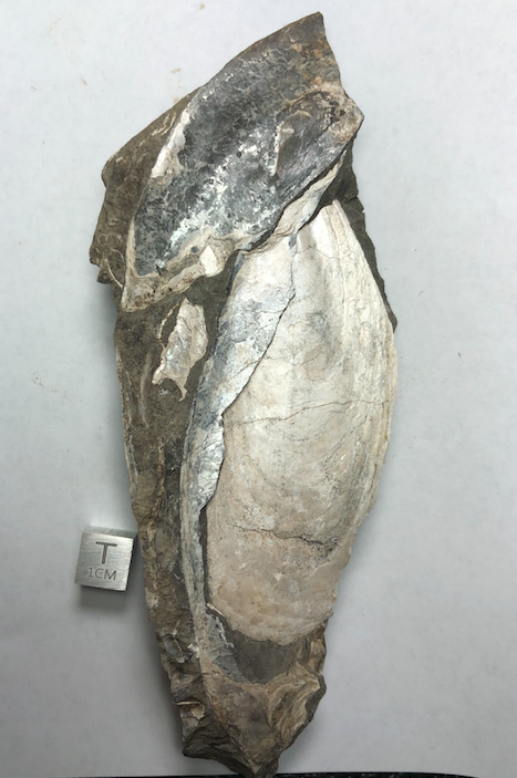 Fox Hills Formation of North Dakota - Member Collections - The Fossil Forum