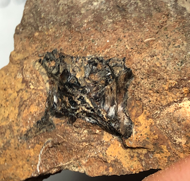 Fox Hills Formation Excursion - Fossil Hunting Trips - The Fossil Forum