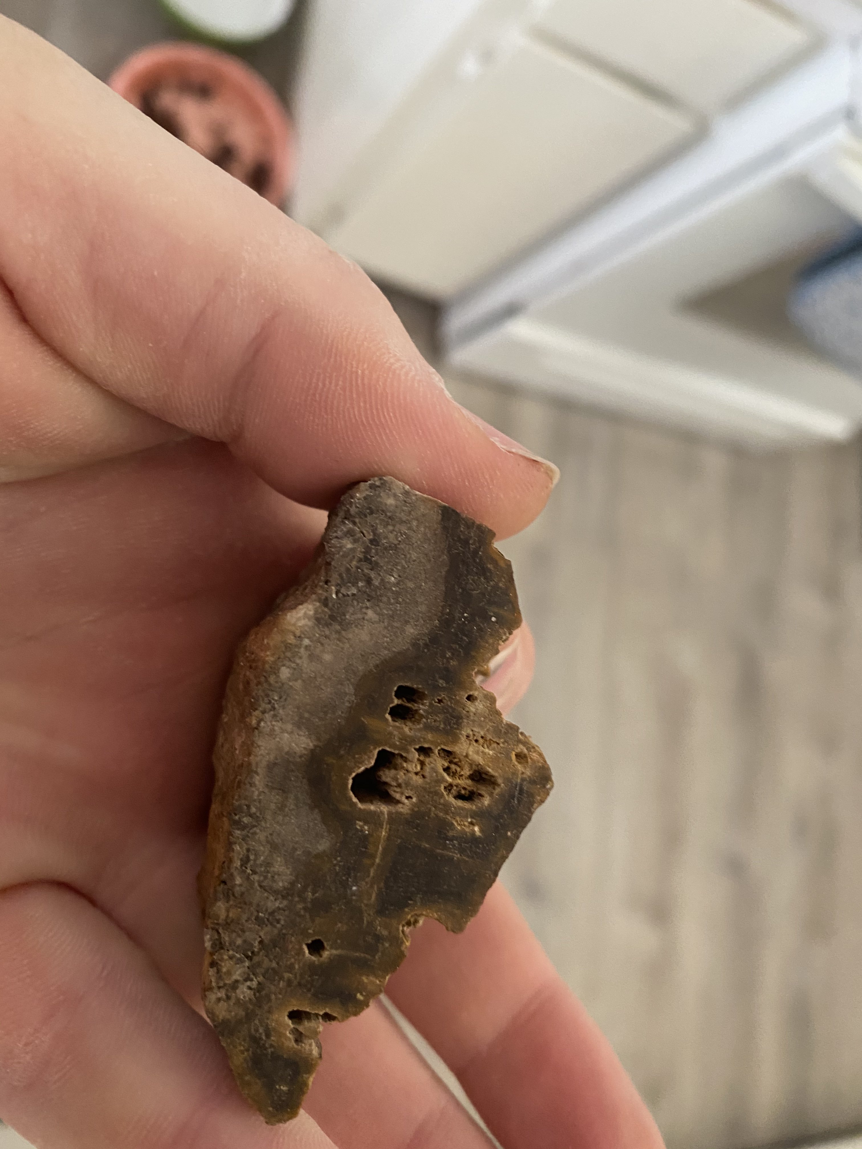 Two discoveries in fossils - General Fossil Discussion - The Fossil Forum