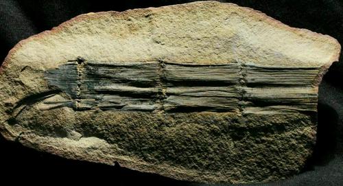 Show us your scale tree fossils. - Page 3 - Member Collections - The ...
