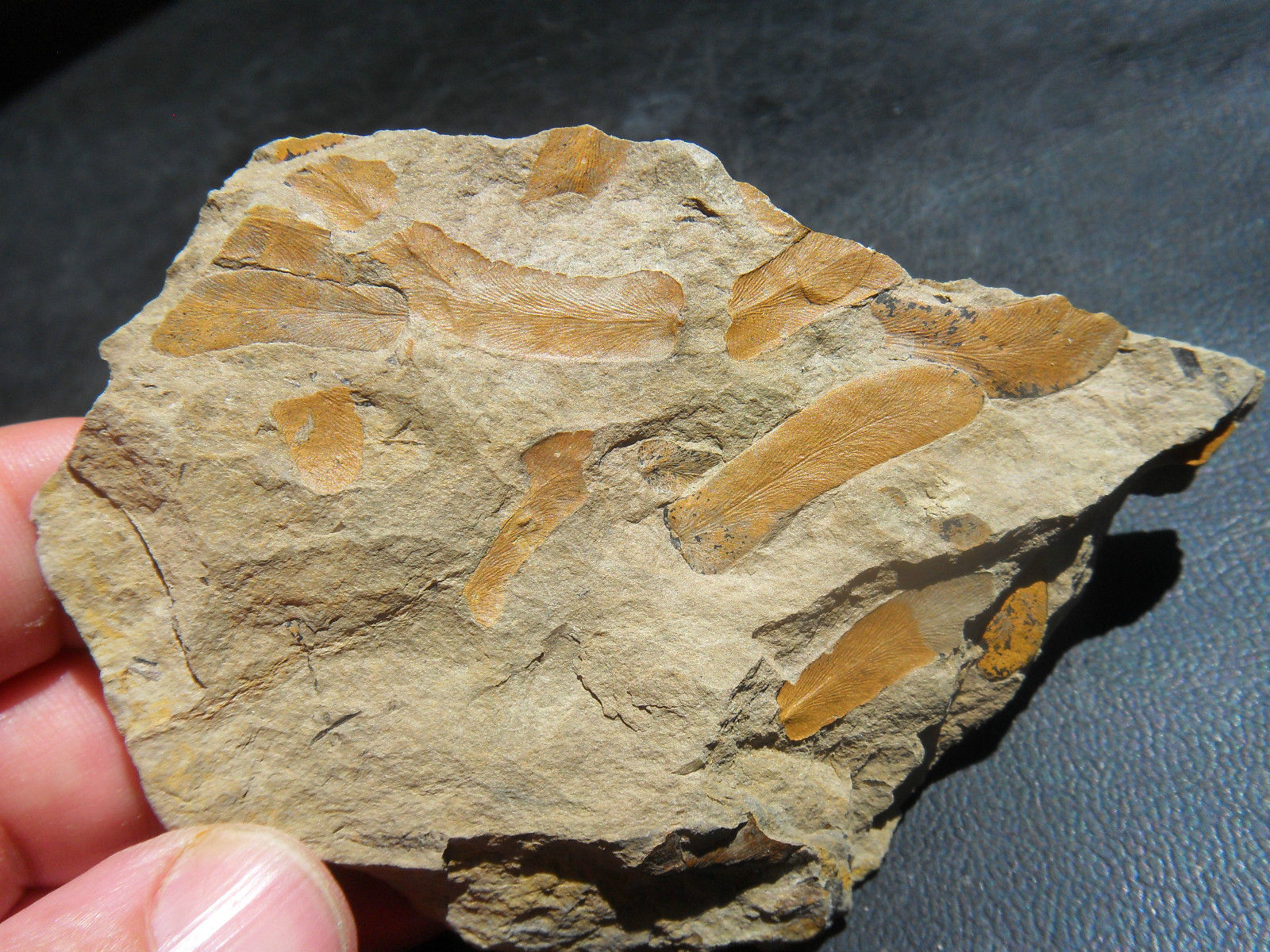Show us your scale tree fossils. - Page 3 - Member Collections - The ...