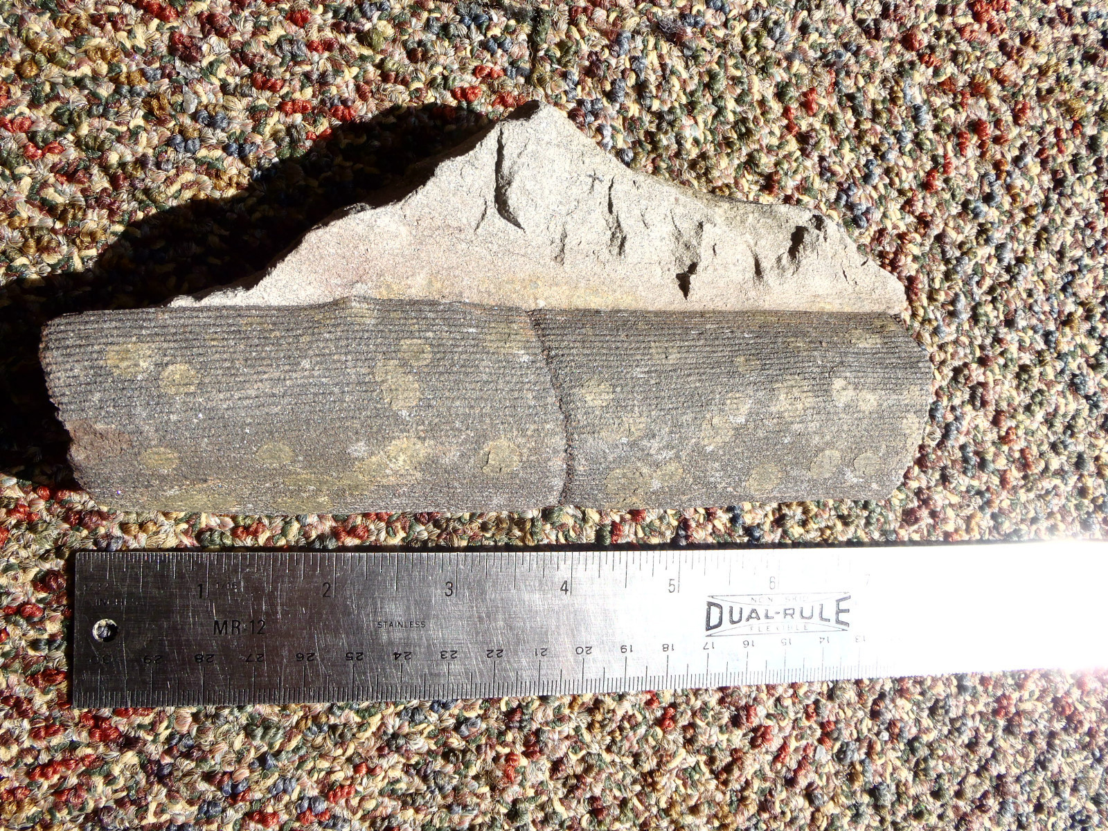 Show us your scale tree fossils. - Page 3 - Member Collections - The ...
