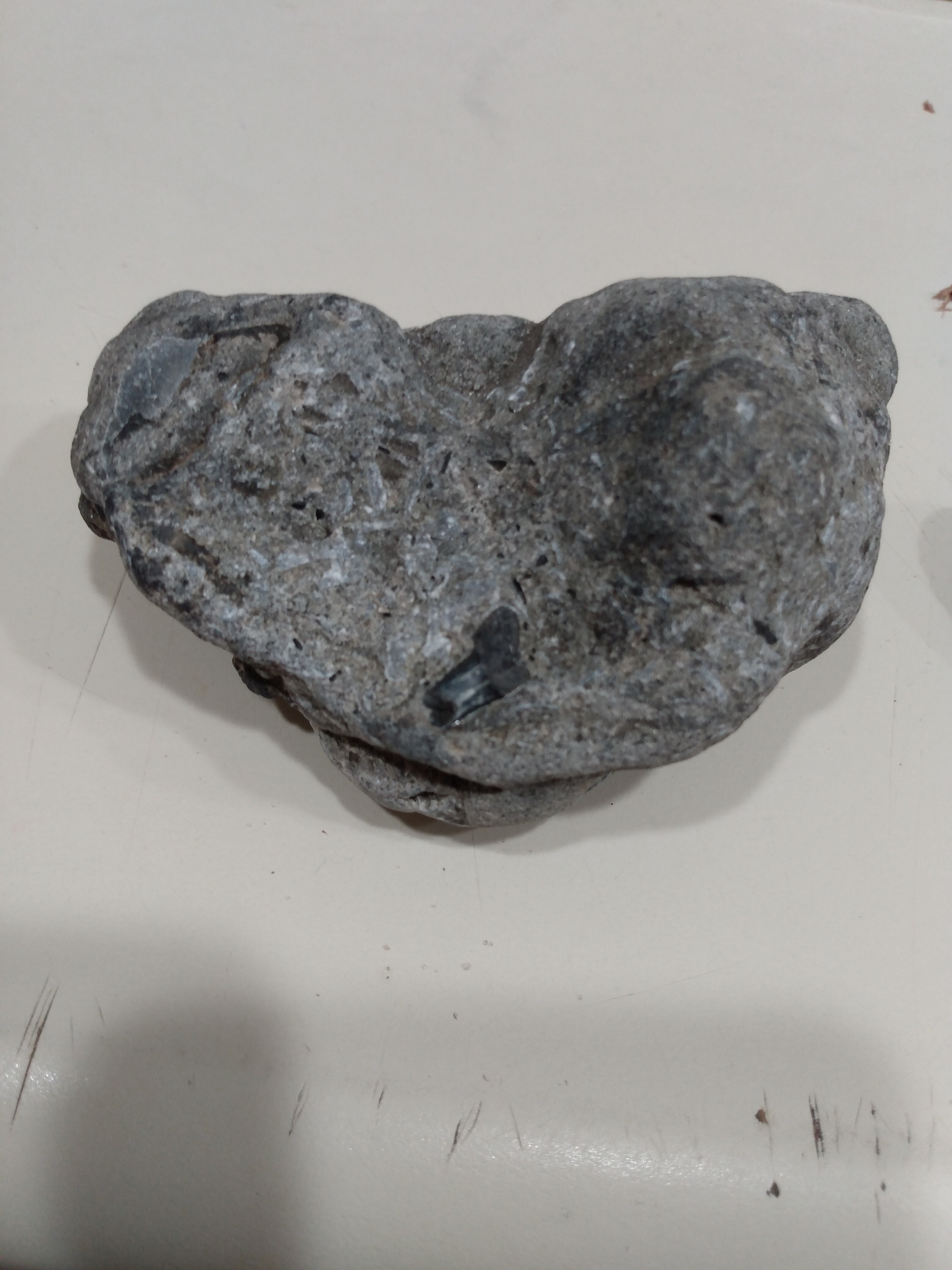 Tooth embedded in stone - Fossil ID - The Fossil Forum