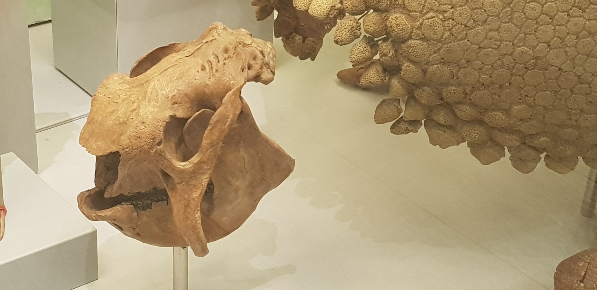 Body armour? - Fossil ID - The Fossil Forum
