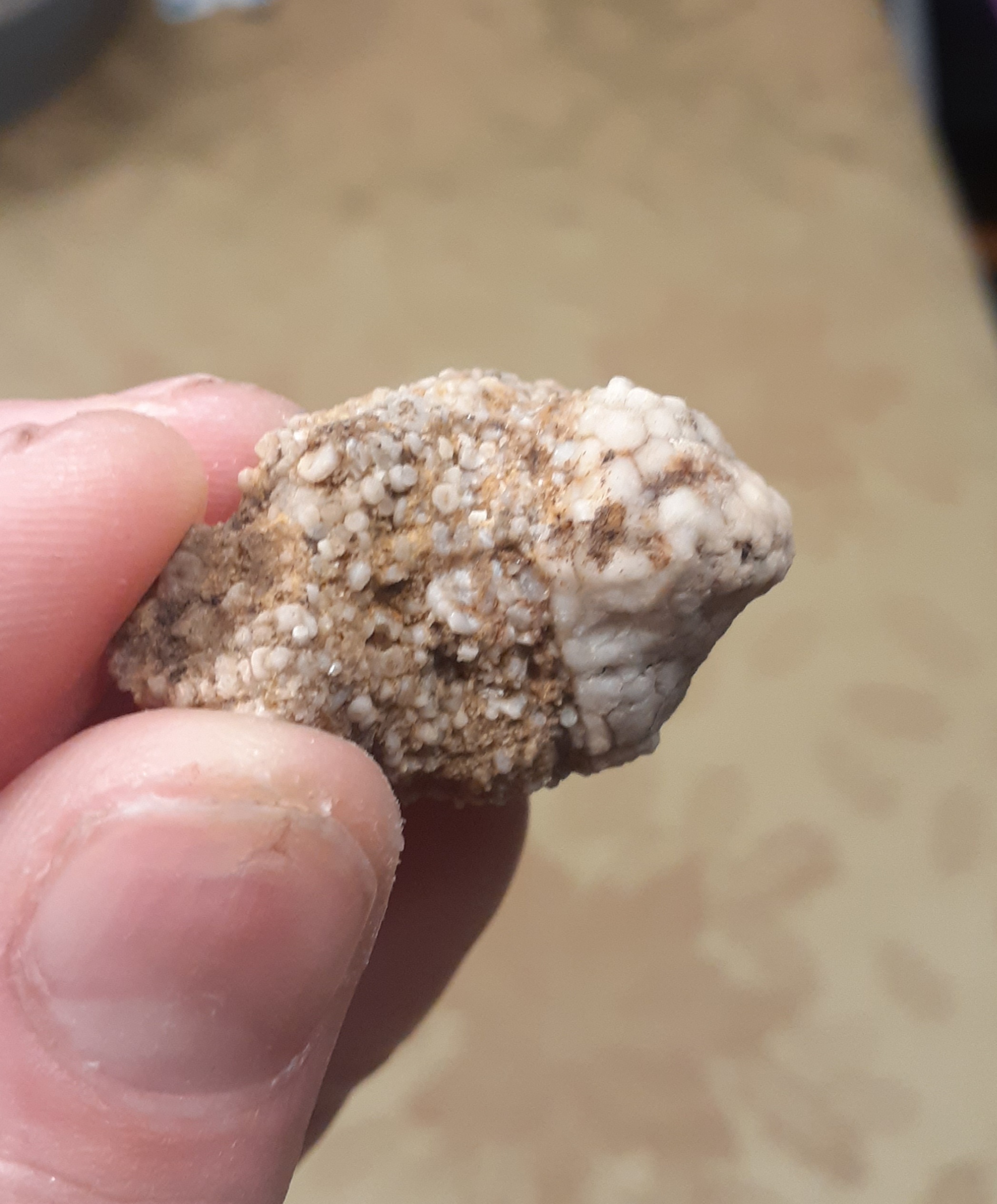 Crinoid calyx cleaning - Fossil Preparation - The Fossil Forum