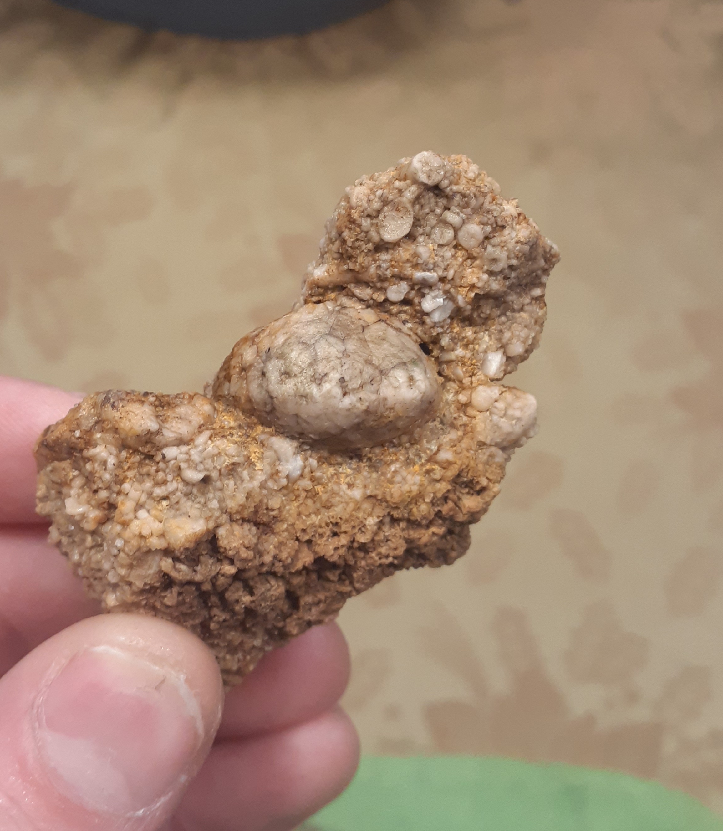Crinoid calyx cleaning - Fossil Preparation - The Fossil Forum