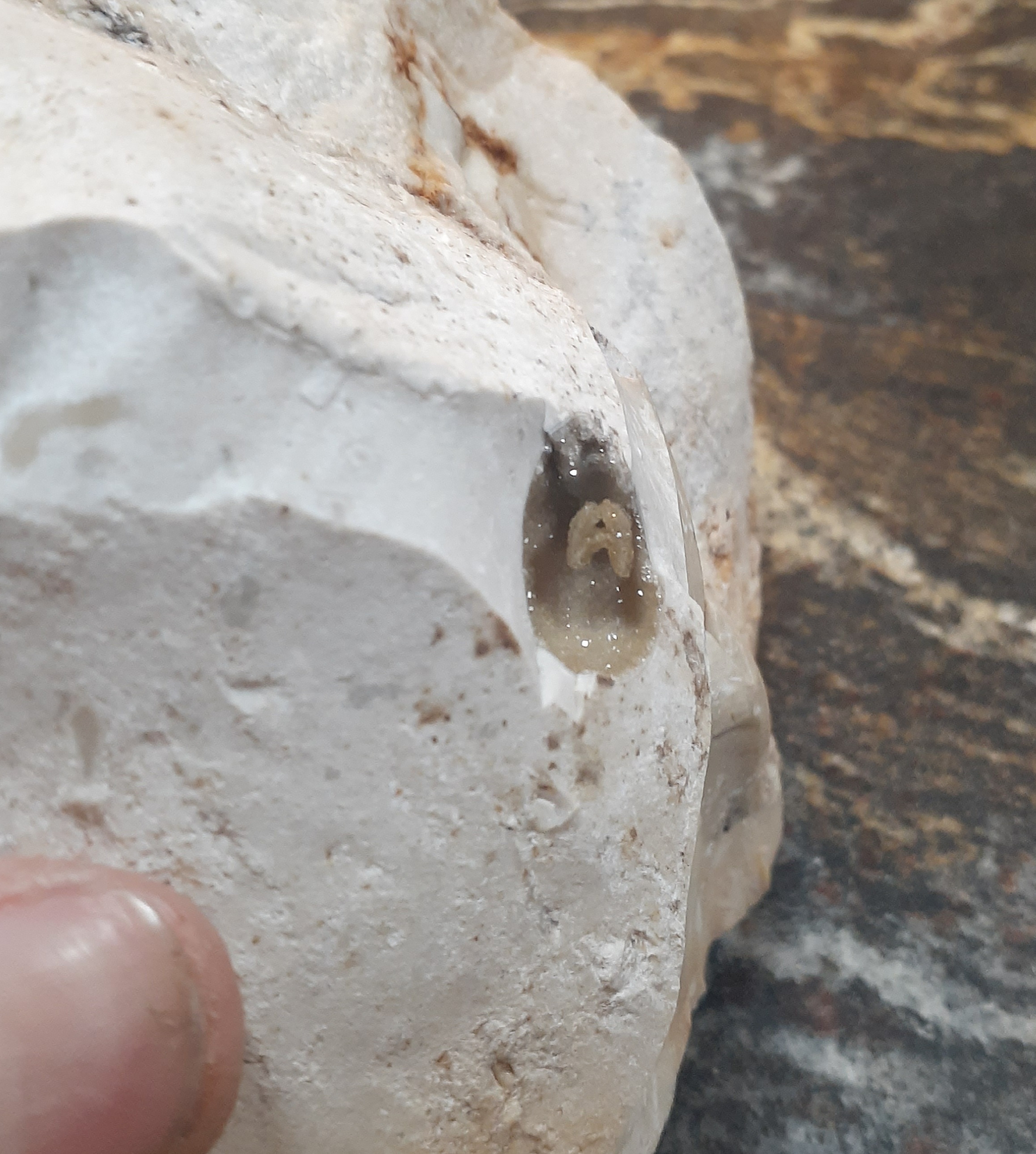 Crinoid calyx cleaning - Fossil Preparation - The Fossil Forum