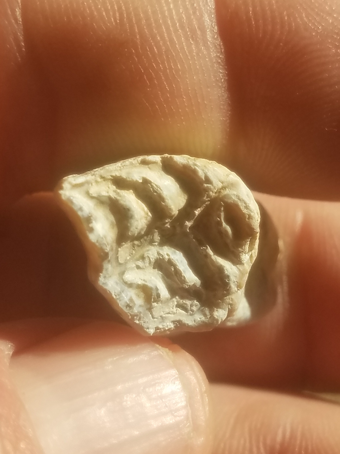 Mammal tooth from Ogallala of Kansas - Fossil ID - The Fossil Forum