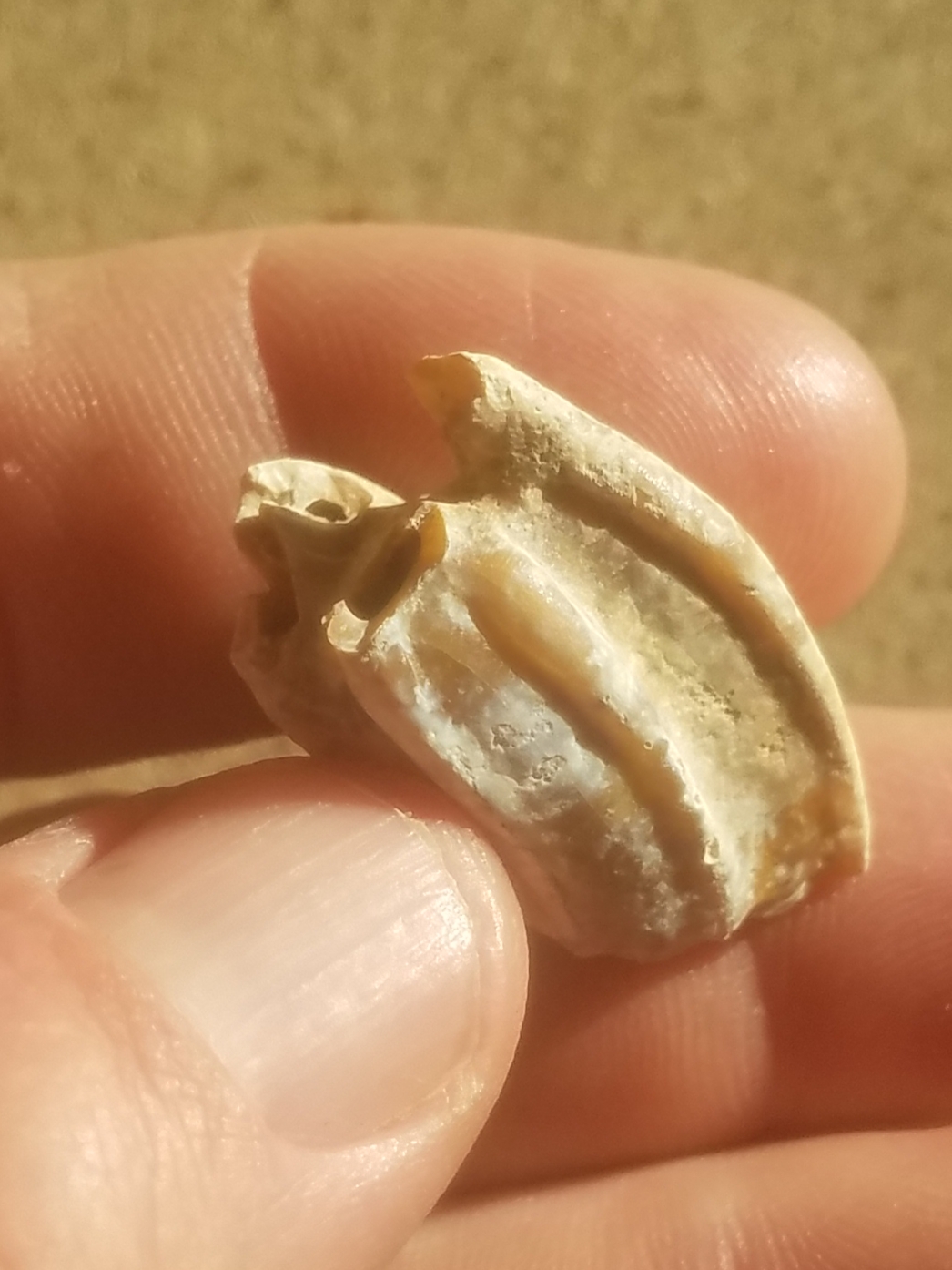 Mammal tooth from Ogallala of Kansas - Fossil ID - The Fossil Forum