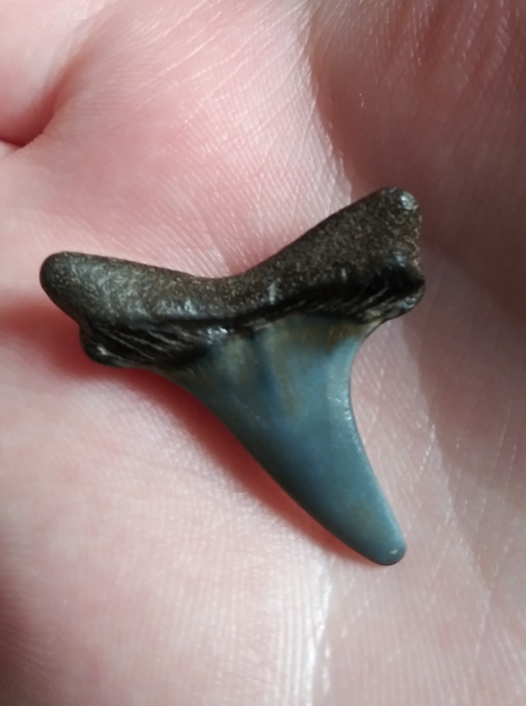 Please help identify: Is this Isurus retroflexus (longfin mako) tooth ...