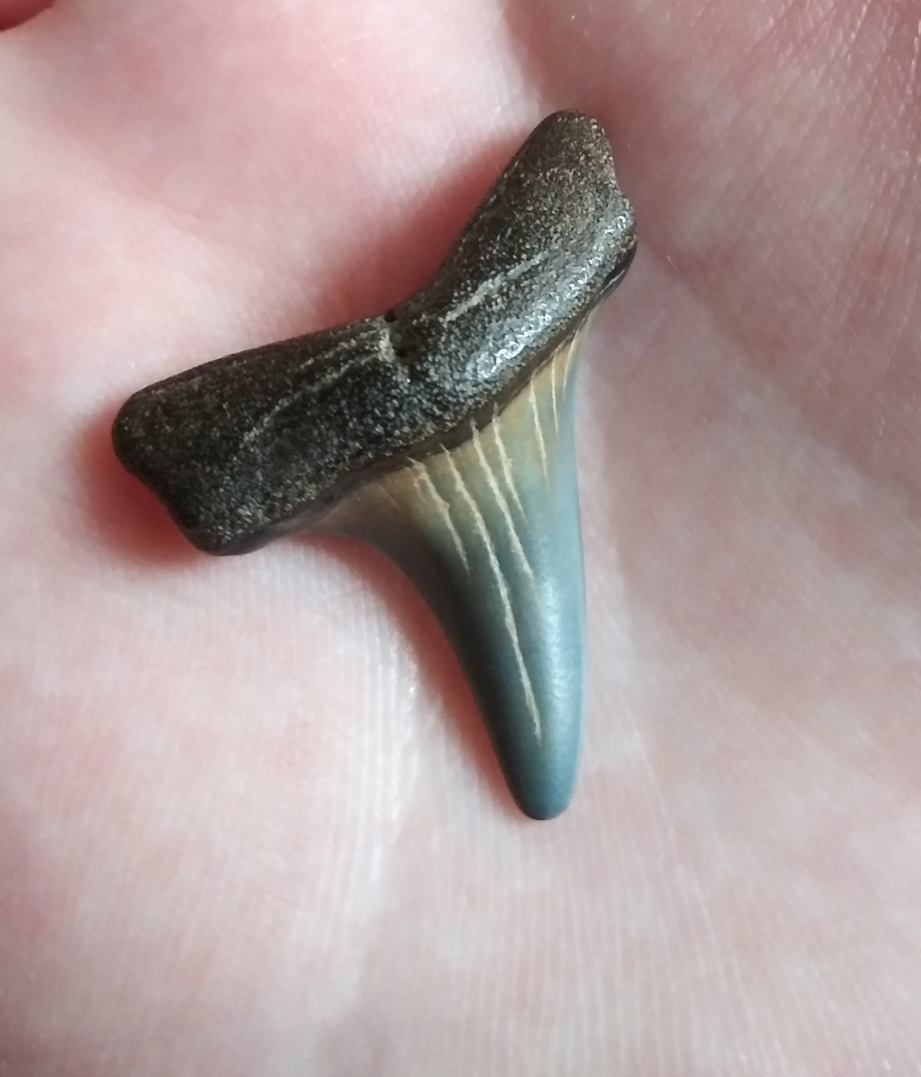 Please help identify: Is this Isurus retroflexus (longfin mako) tooth ...