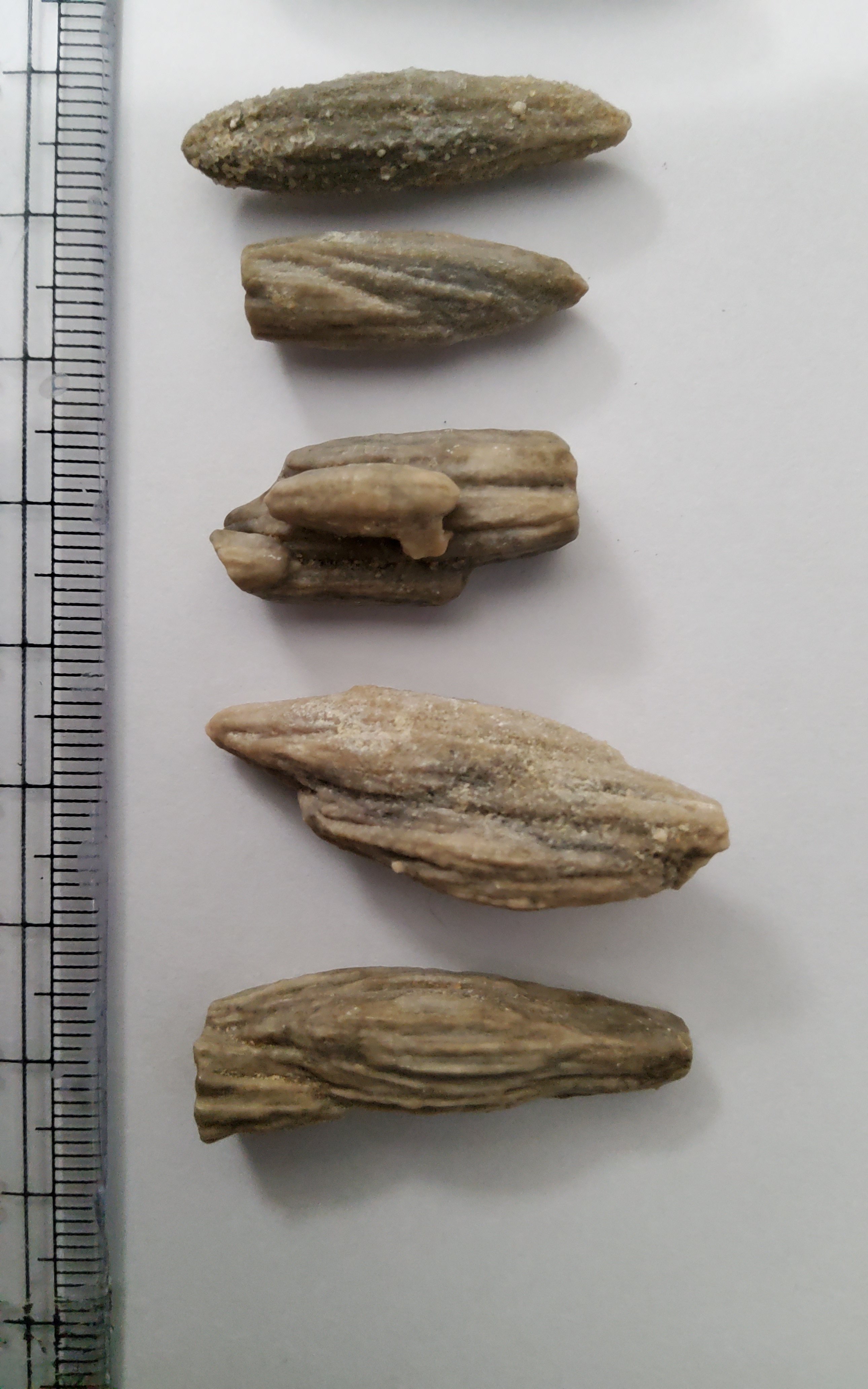 Fossil seeds, or roots? - Fossil ID - The Fossil Forum