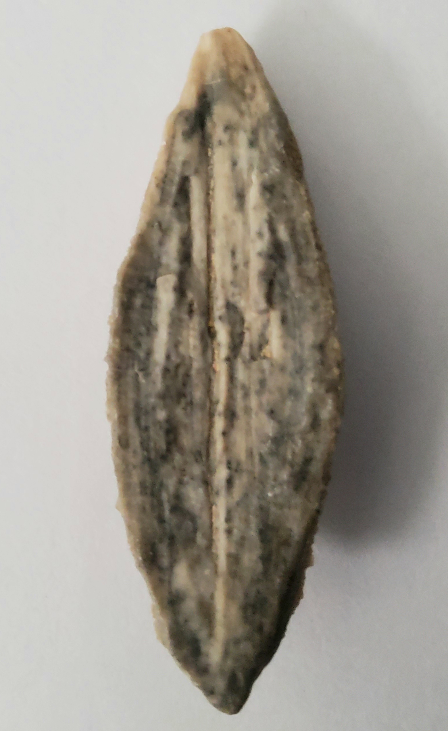 Fossil seeds, or roots? - Fossil ID - The Fossil Forum