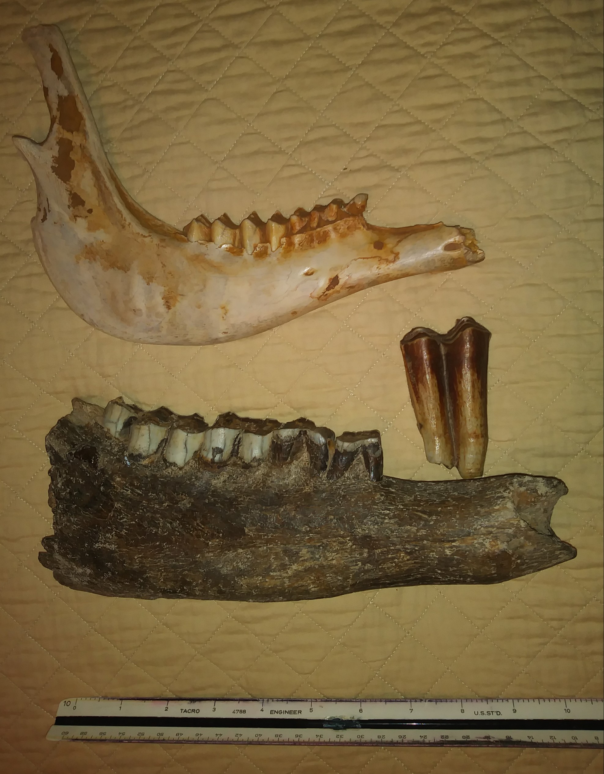 ¿What kind of camel is it? - Fossil ID - The Fossil Forum