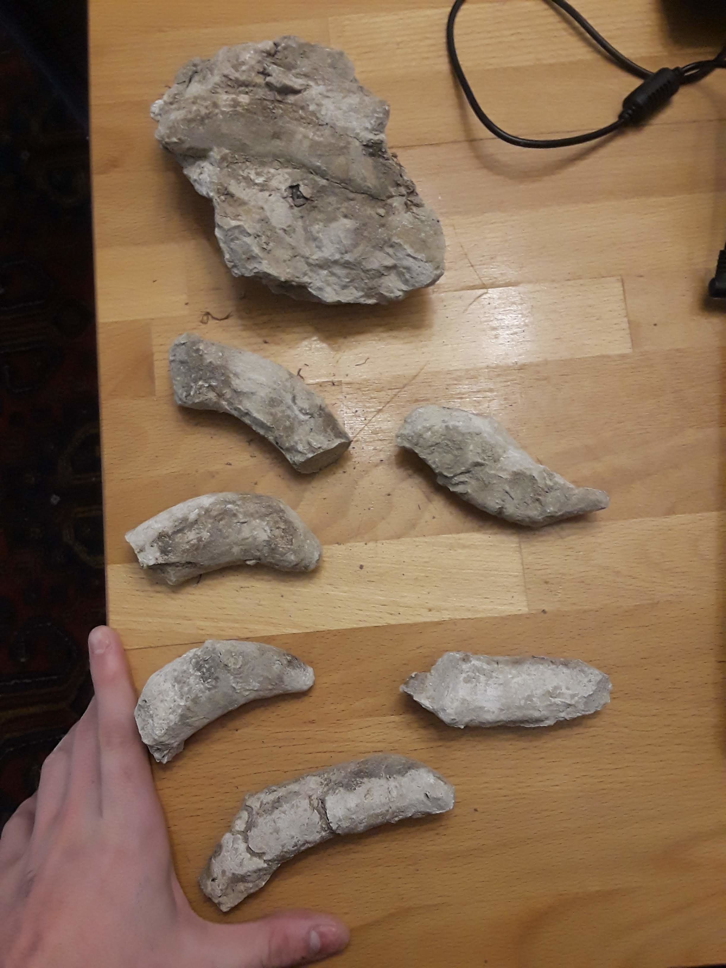 I'm having trouble learning about these fossils I'm finding! - General ...