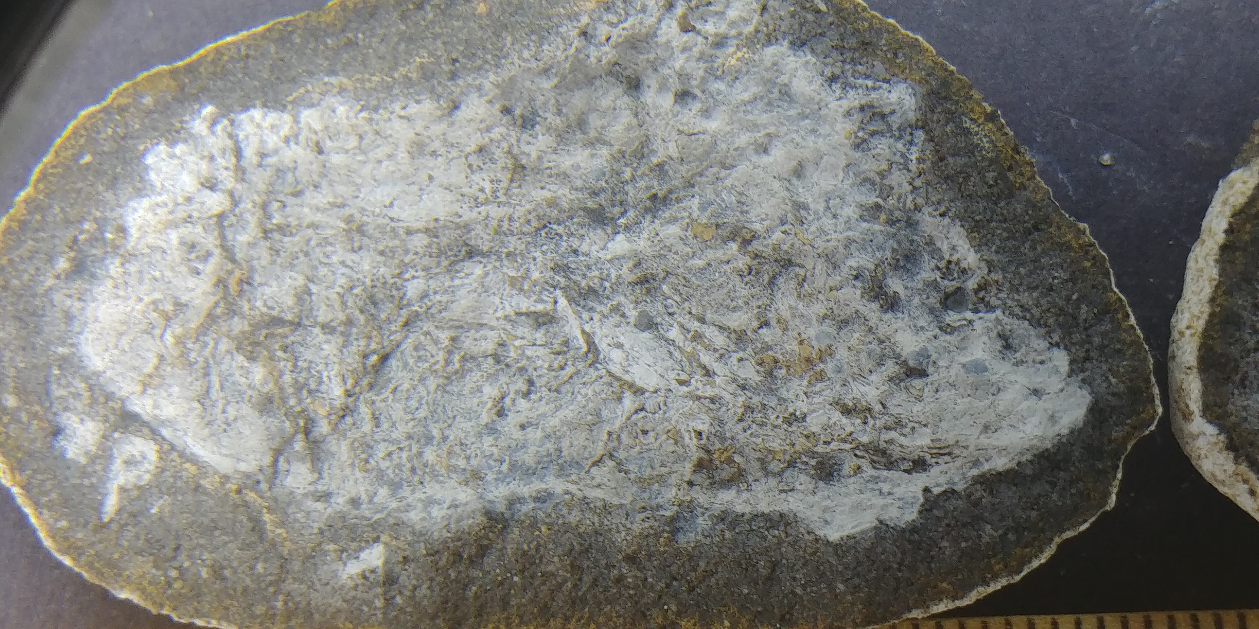 4.4 cm Fish coprolite? Or nothing? (Missouri) - Fossil ID - The Fossil ...