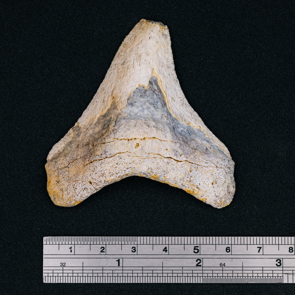 Meg tooth - Member Collections - The Fossil Forum