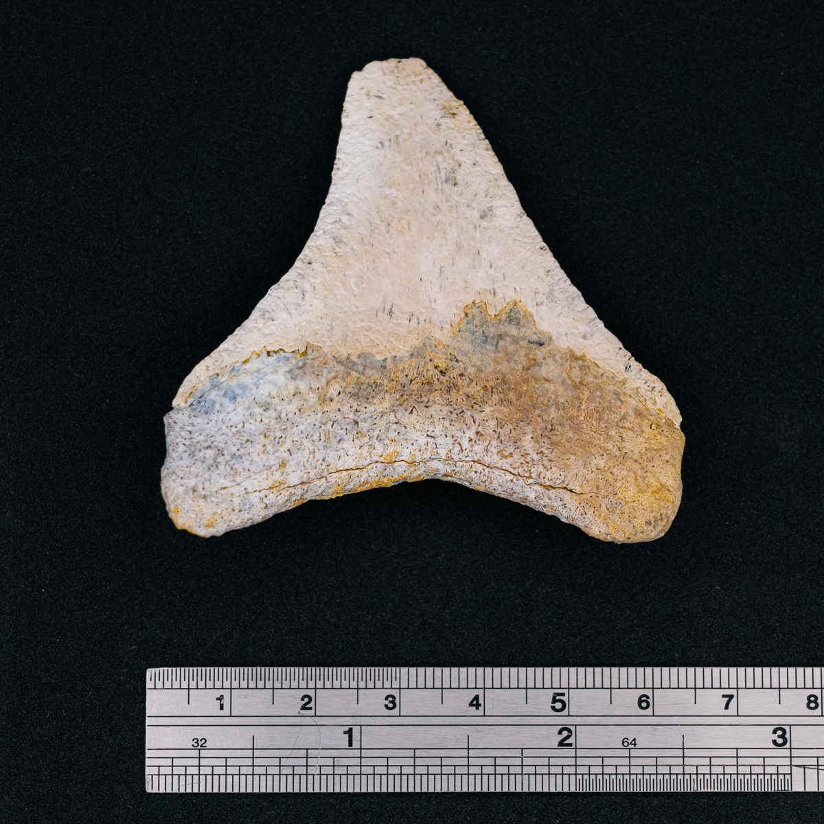 Meg tooth - Member Collections - The Fossil Forum