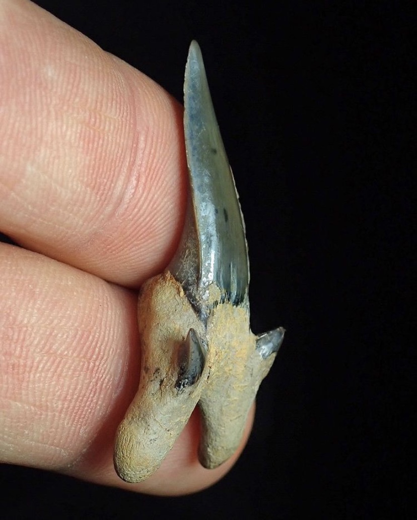 Show us your rarest sharks tooth - Member Collections - The Fossil Forum