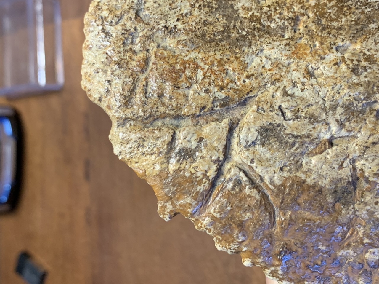 Ankylosaur osteoderm ? - Fossil ID - The Fossil Forum
