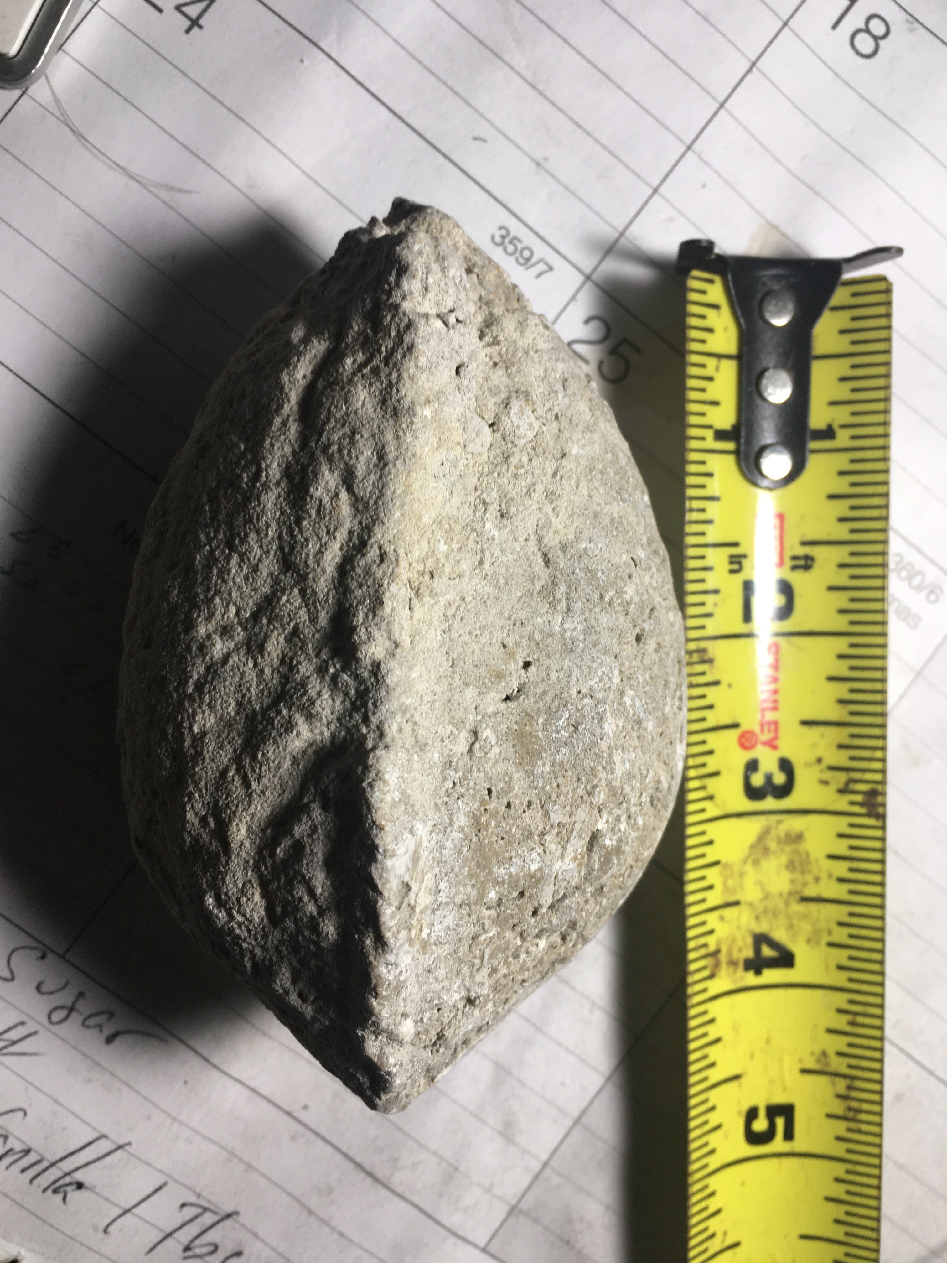 Small sea turtle? - Fossil ID - The Fossil Forum