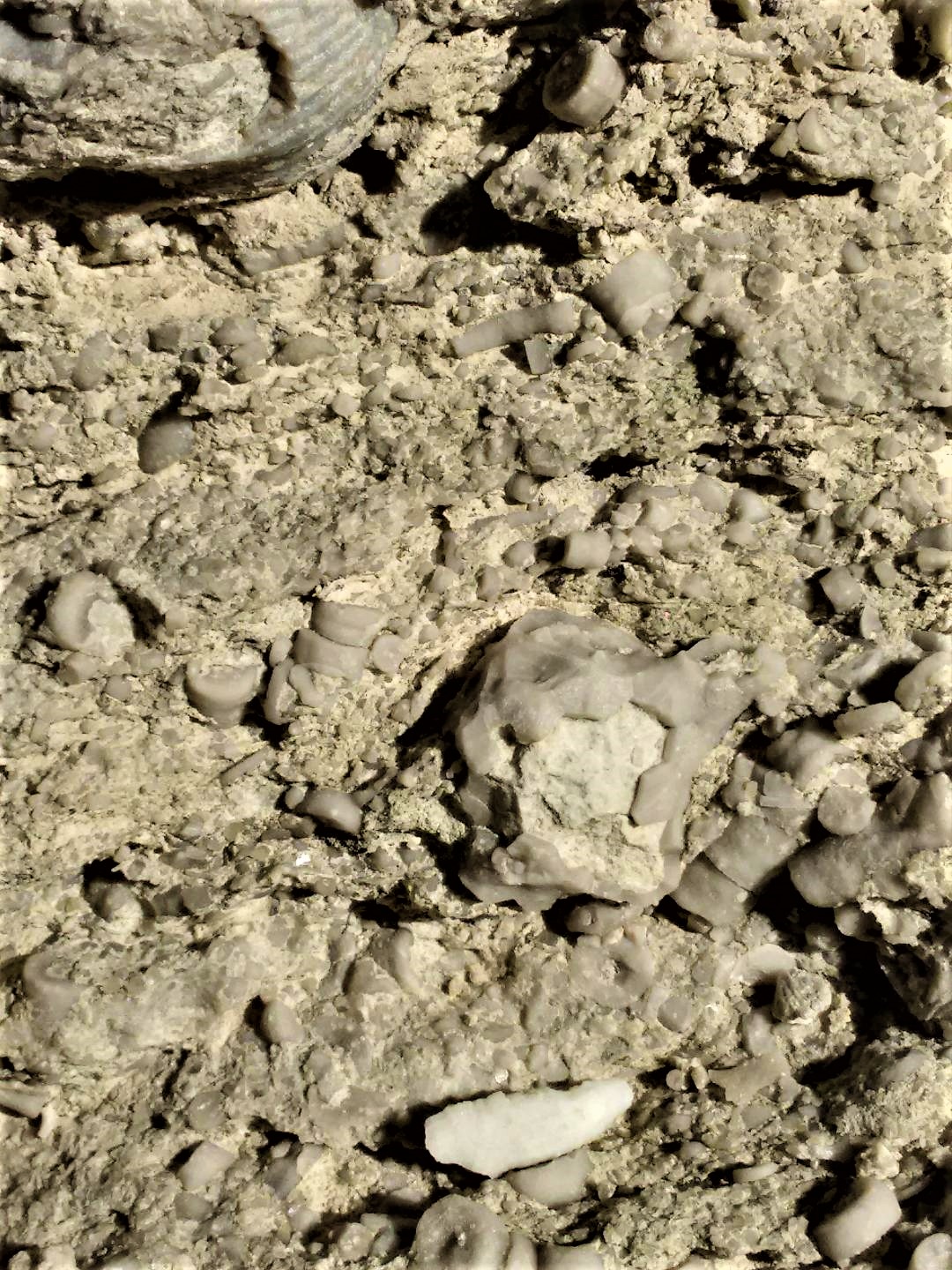 Crinoid cup? - Fossil ID - The Fossil Forum