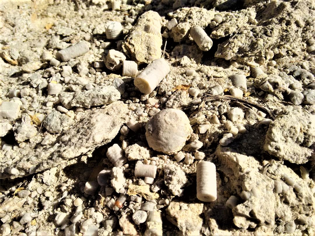 Crinoid cup? - Fossil ID - The Fossil Forum