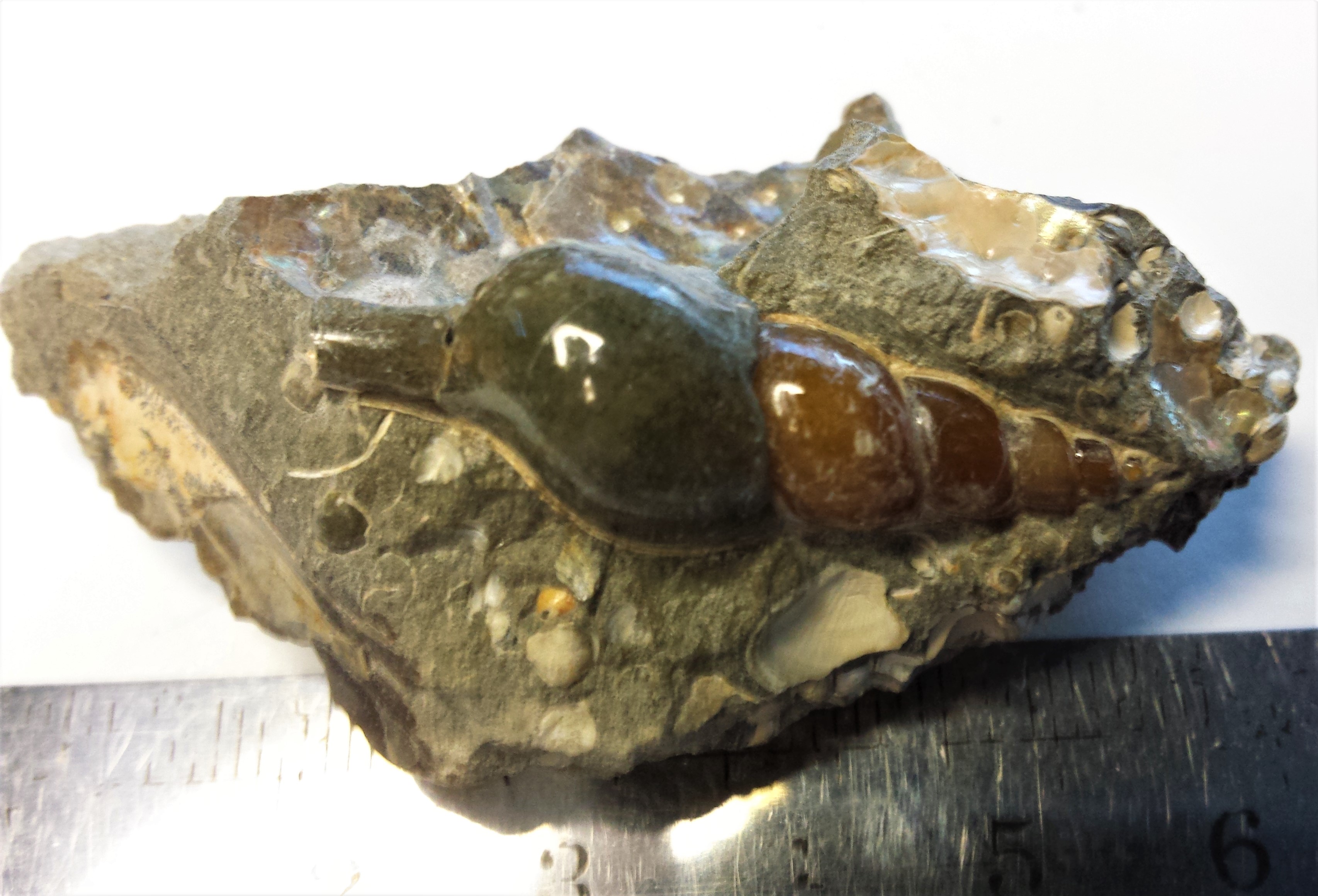 Fox Hills Formation finds, need help - Fossil ID - The Fossil Forum