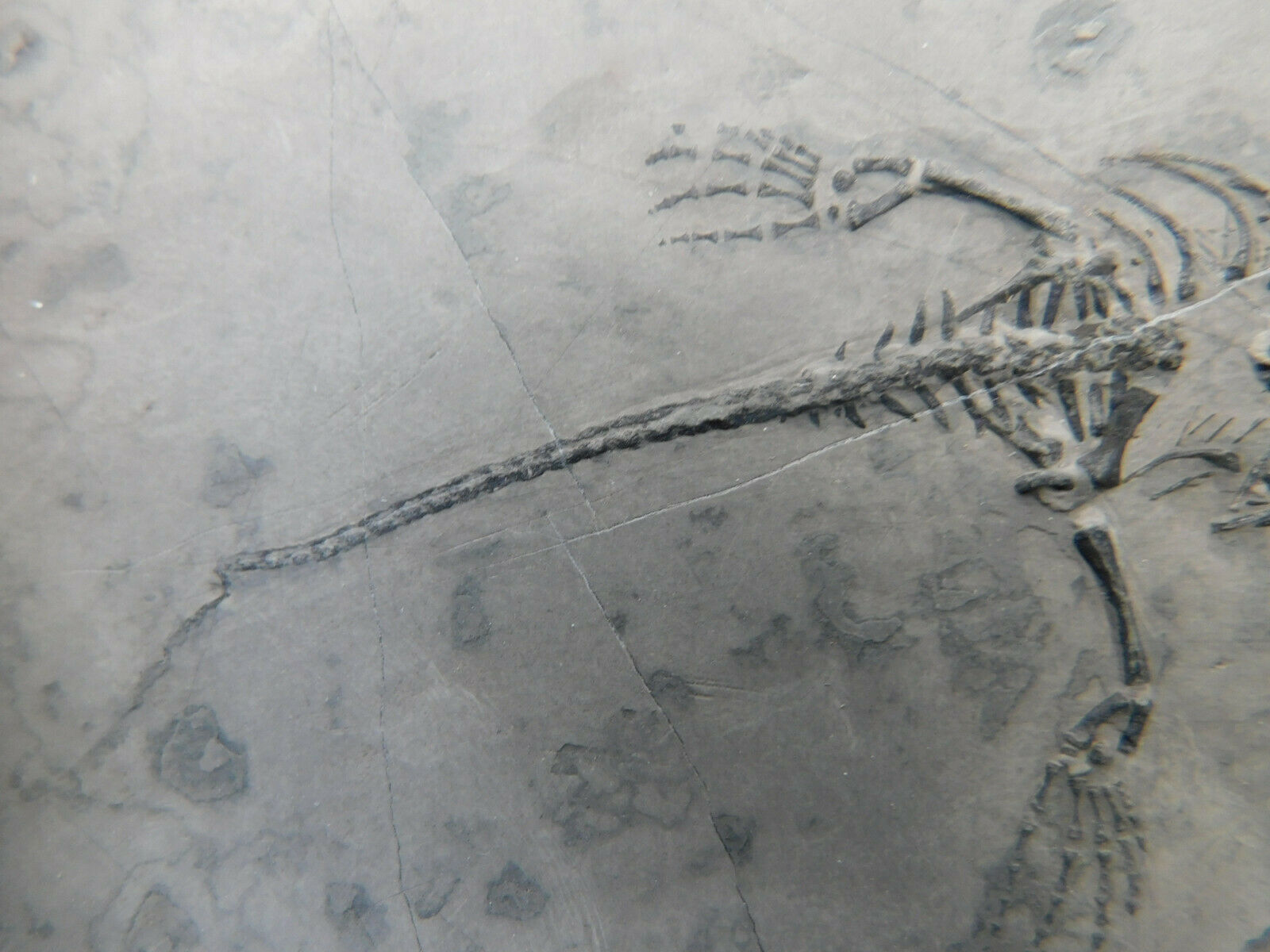 Keichousaurus hui - Is It Real? How to Recognize Fossil Fabrications ...