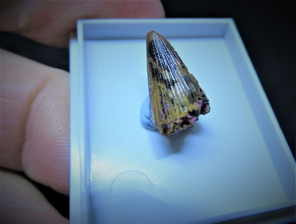 Pliosaur tooth - Fossil ID - The Fossil Forum