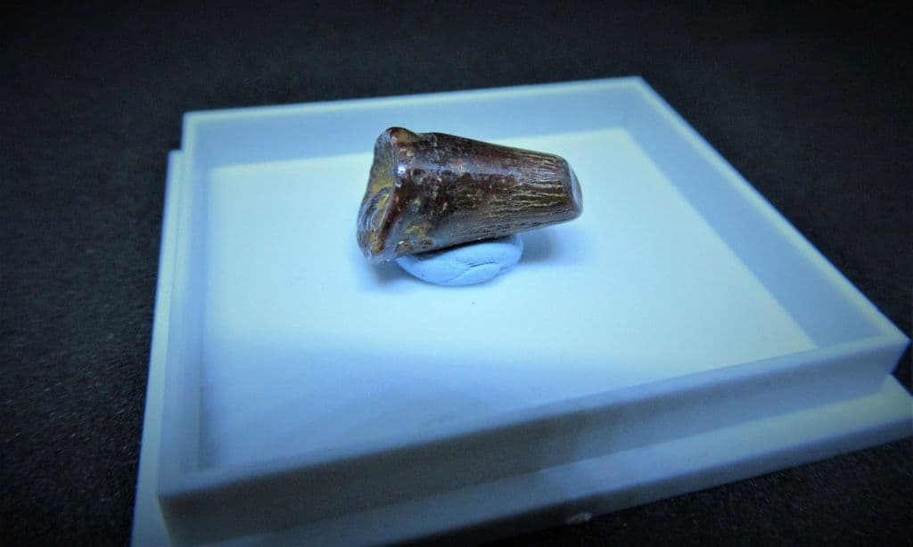 Pliosaur tooth - Fossil ID - The Fossil Forum