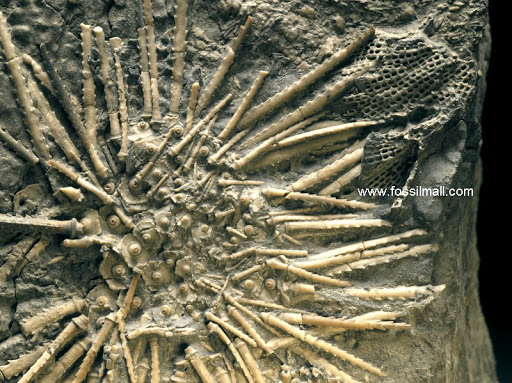 what is this fossil - Fossil ID - The Fossil Forum
