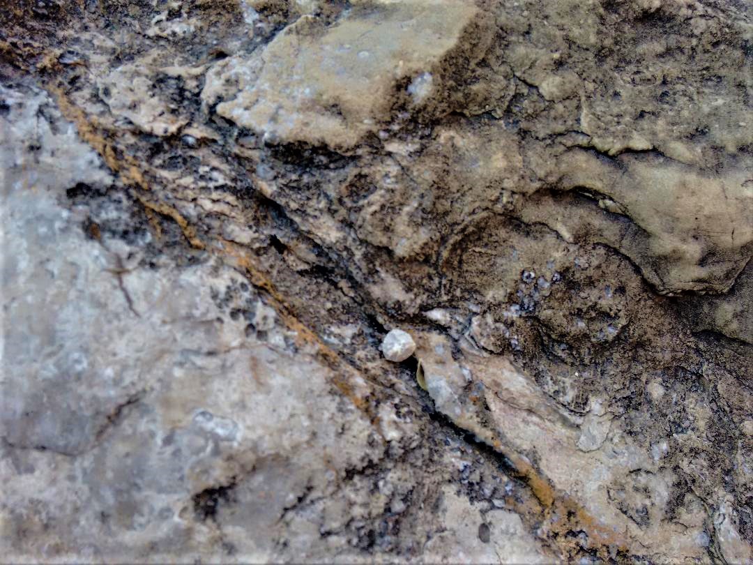 Huge diameter orb in encrinite formation - Stromatoporoid? - Fossil ID ...