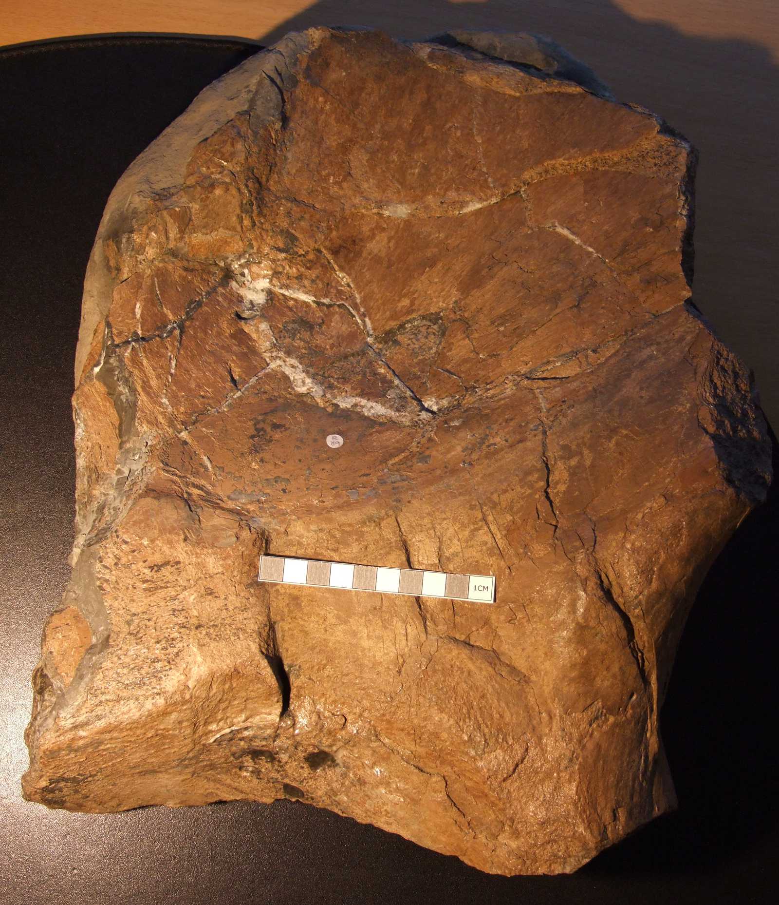 A pair of sauropod verts - Fossil ID - The Fossil Forum