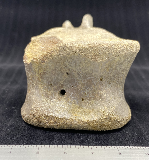 Levnesovia transoxiana - Dinosaurs - The Fossil Forum