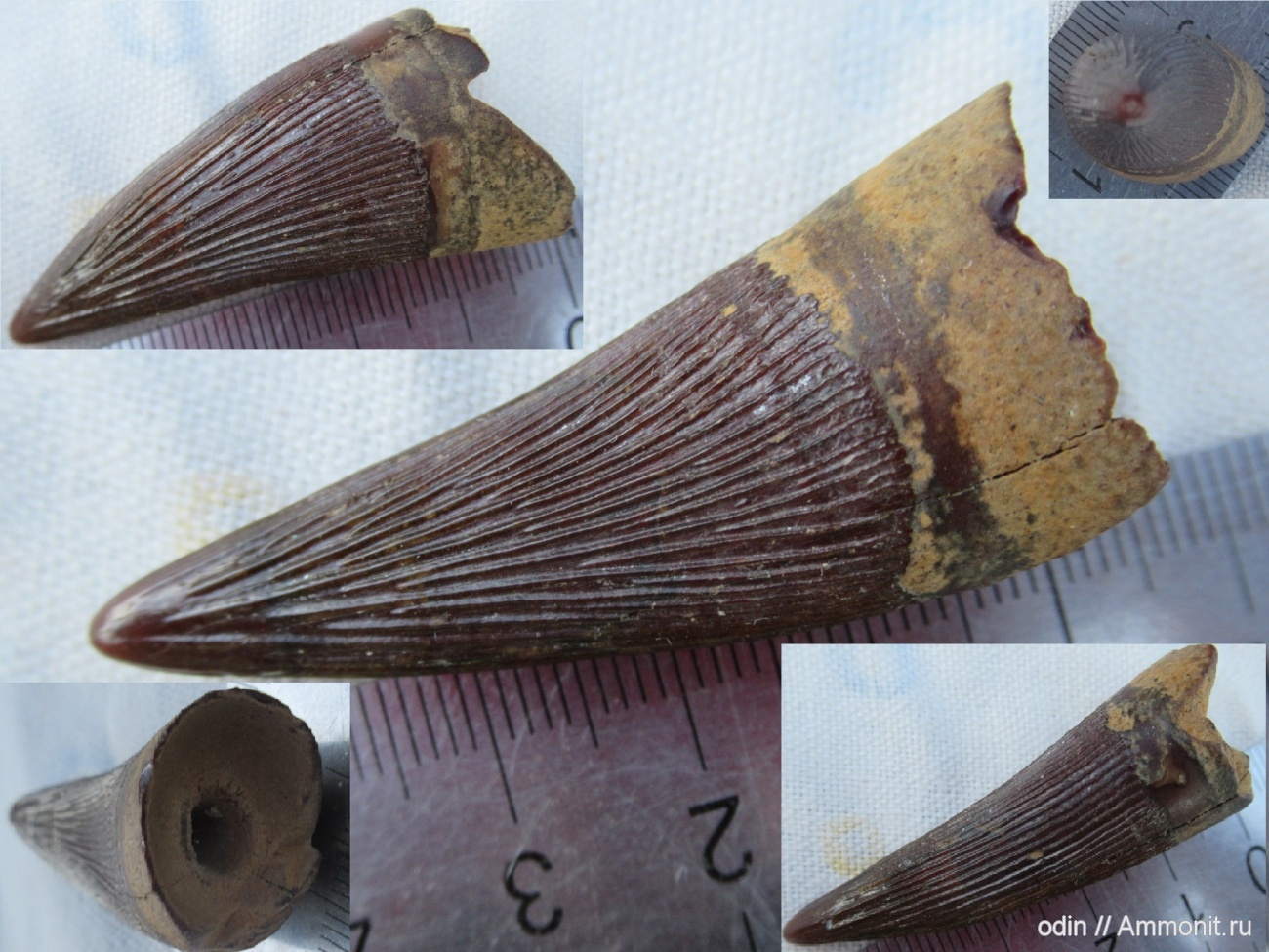 Ichthyosaur or pliosaur tooth? - Fossil ID - The Fossil Forum