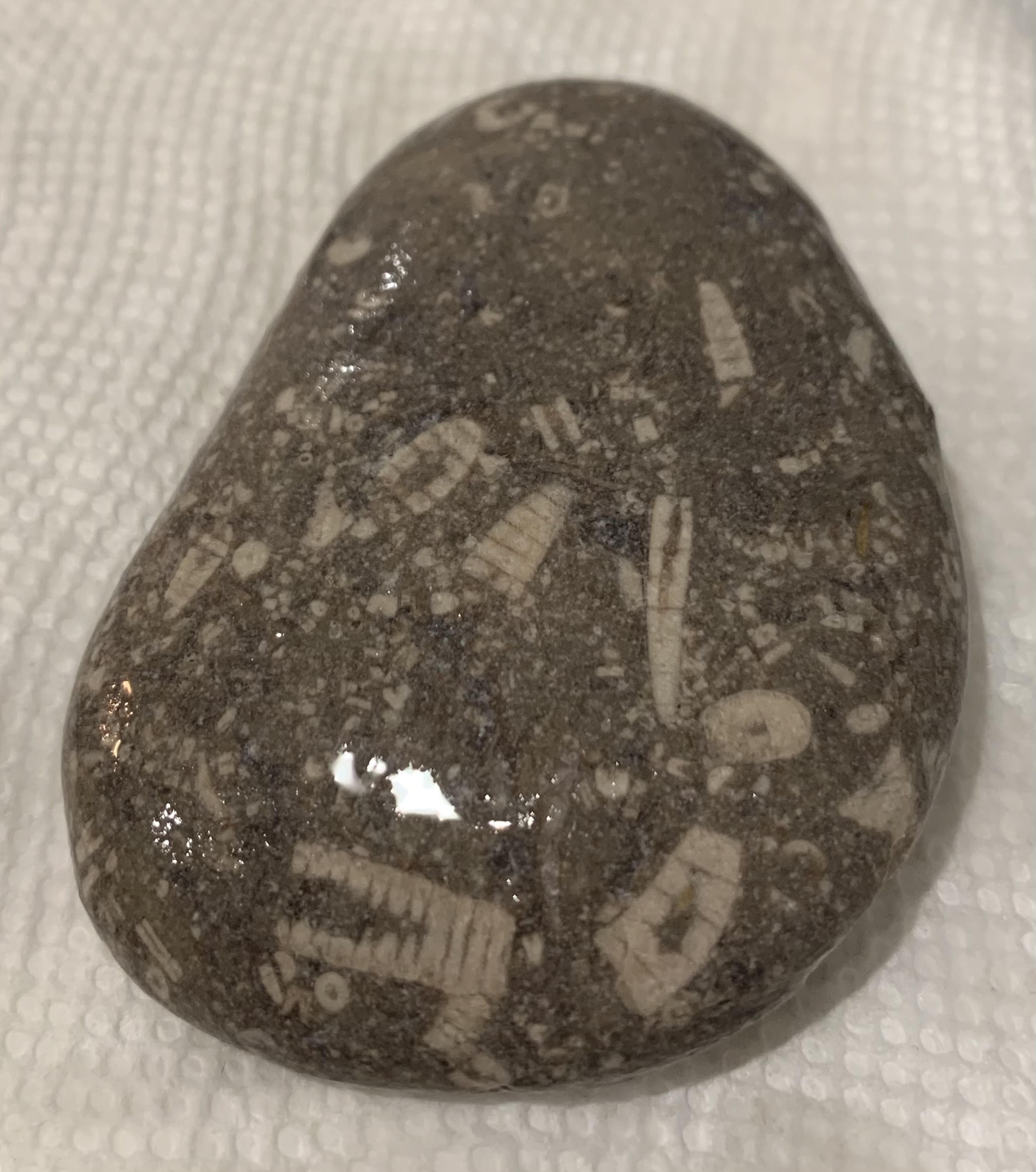 Newbie Lake Michigan fossils - Fossil ID - The Fossil Forum