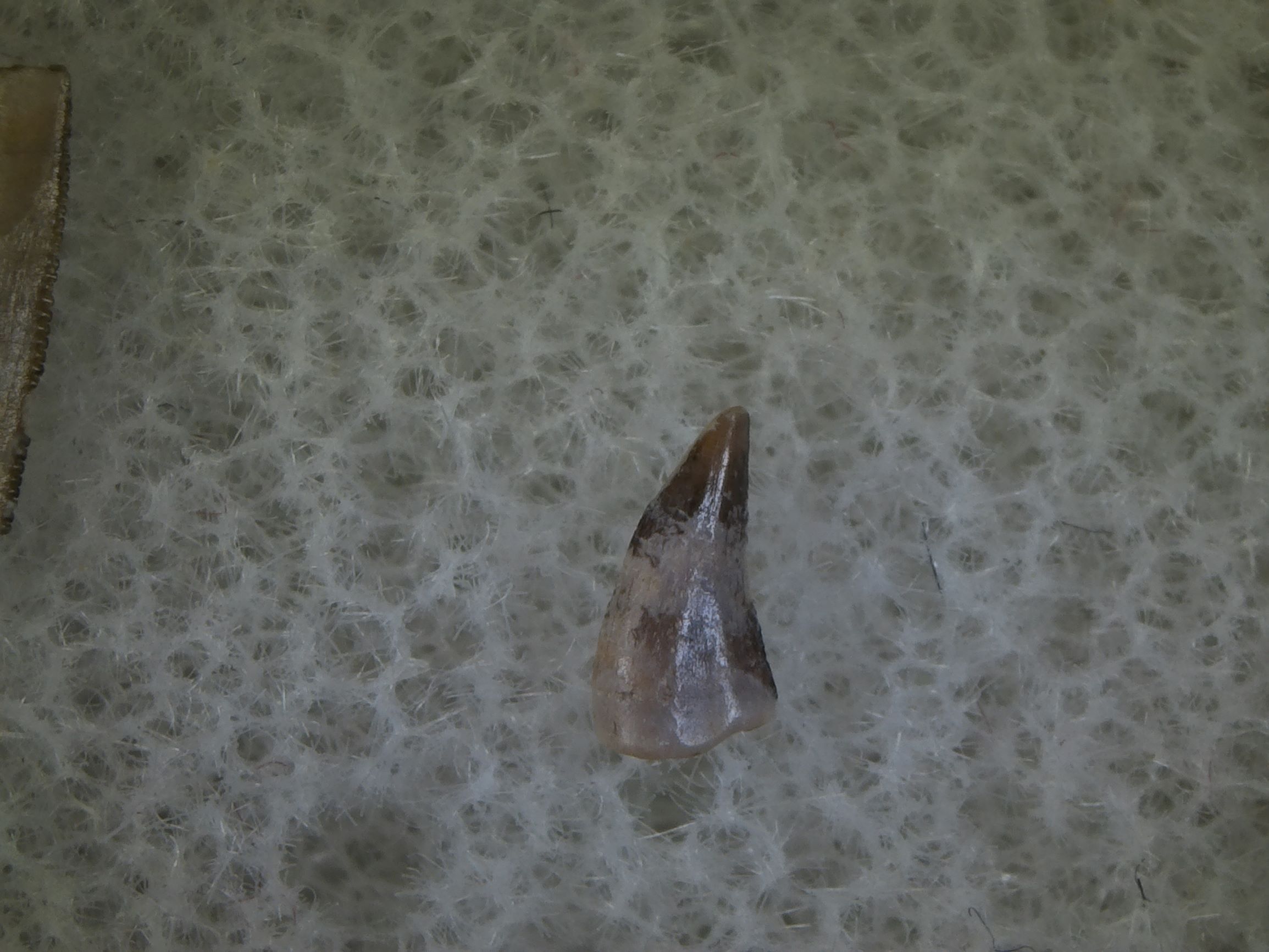 Tiny Lance fm. Theropod Tooth - Fossil ID - The Fossil Forum