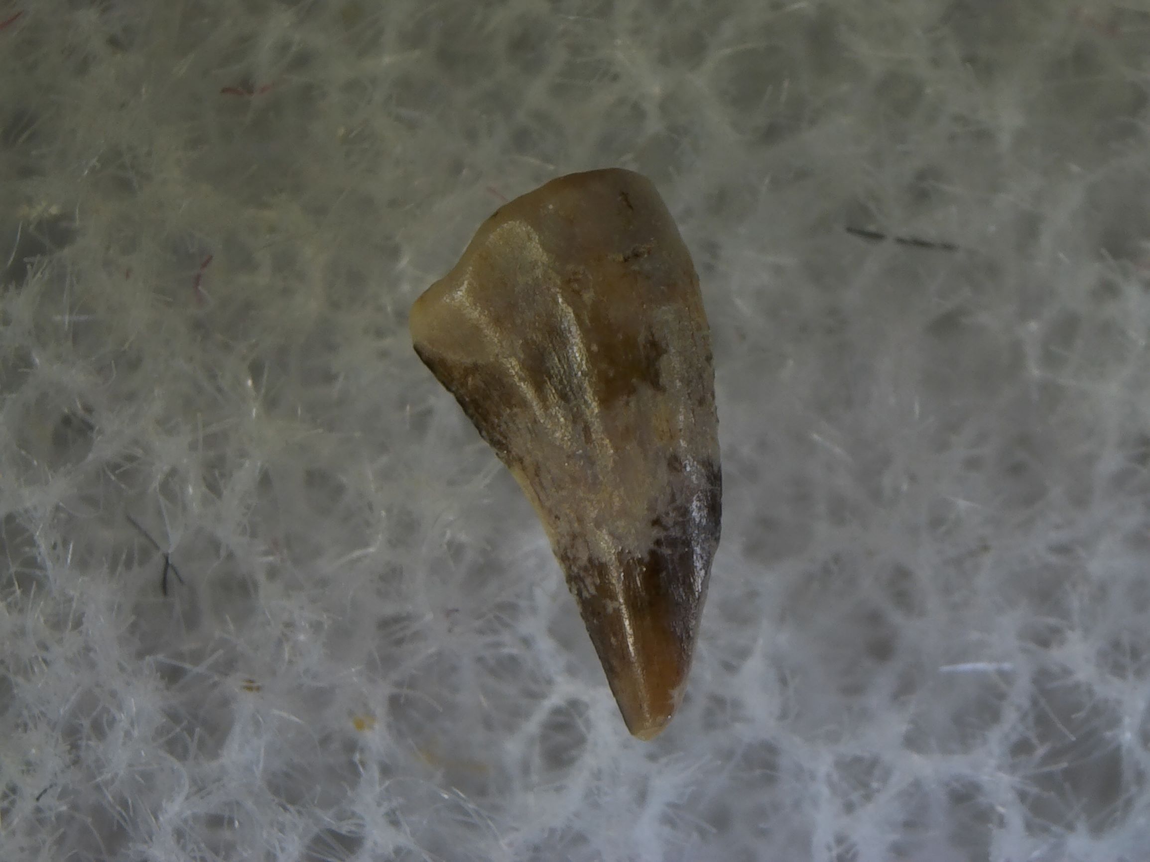 Tiny Lance fm. Theropod Tooth - Fossil ID - The Fossil Forum