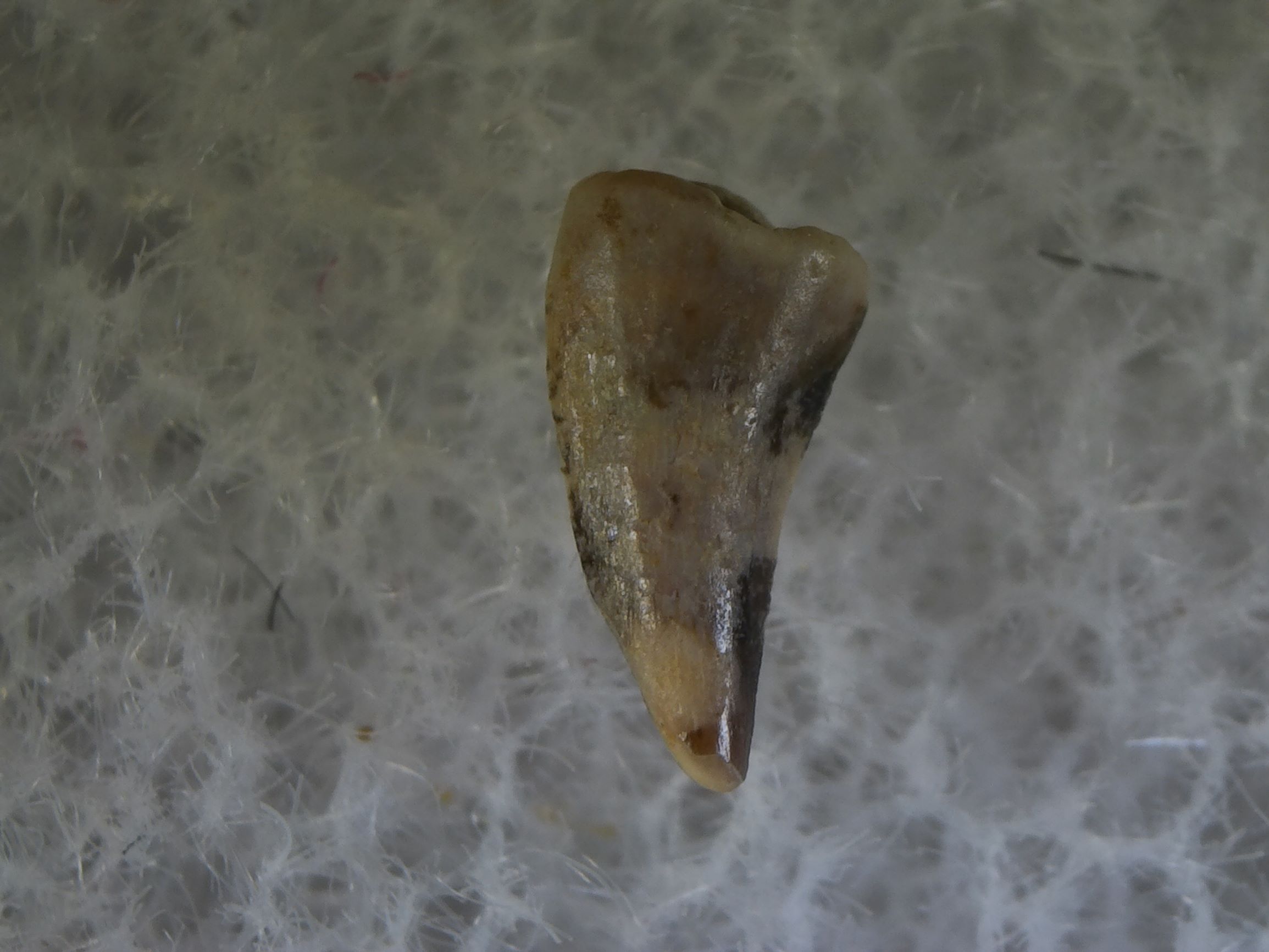 Tiny Lance fm. Theropod Tooth - Fossil ID - The Fossil Forum