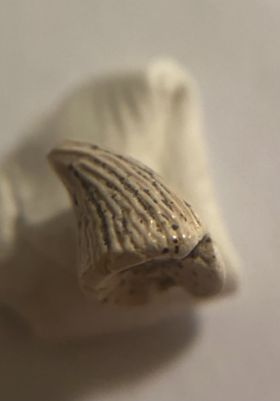 Juvenile Pliosaurus tooth? - Fossil ID - The Fossil Forum