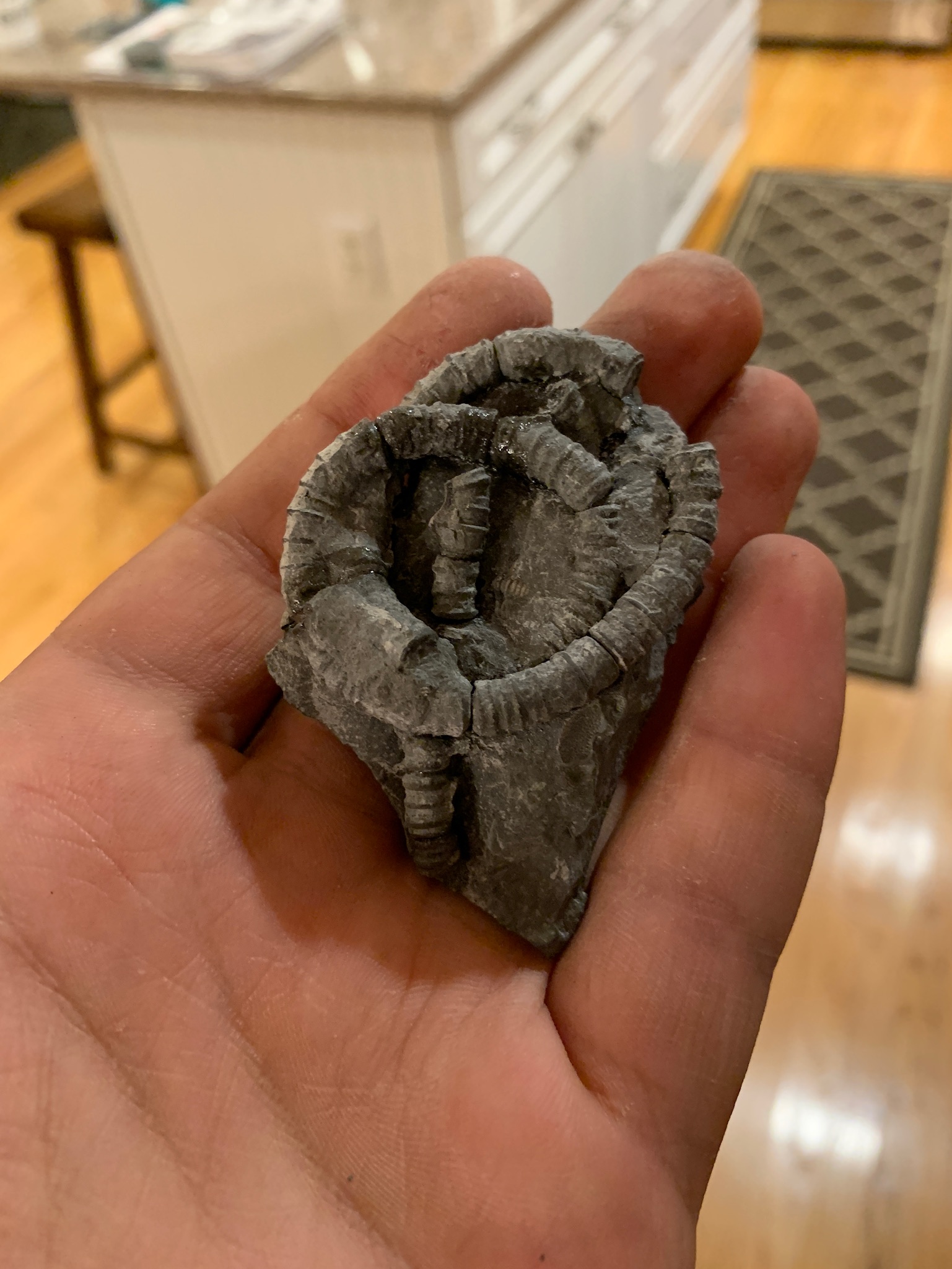 Fossils 2020 - Fossil Hunting Trips - The Fossil Forum
