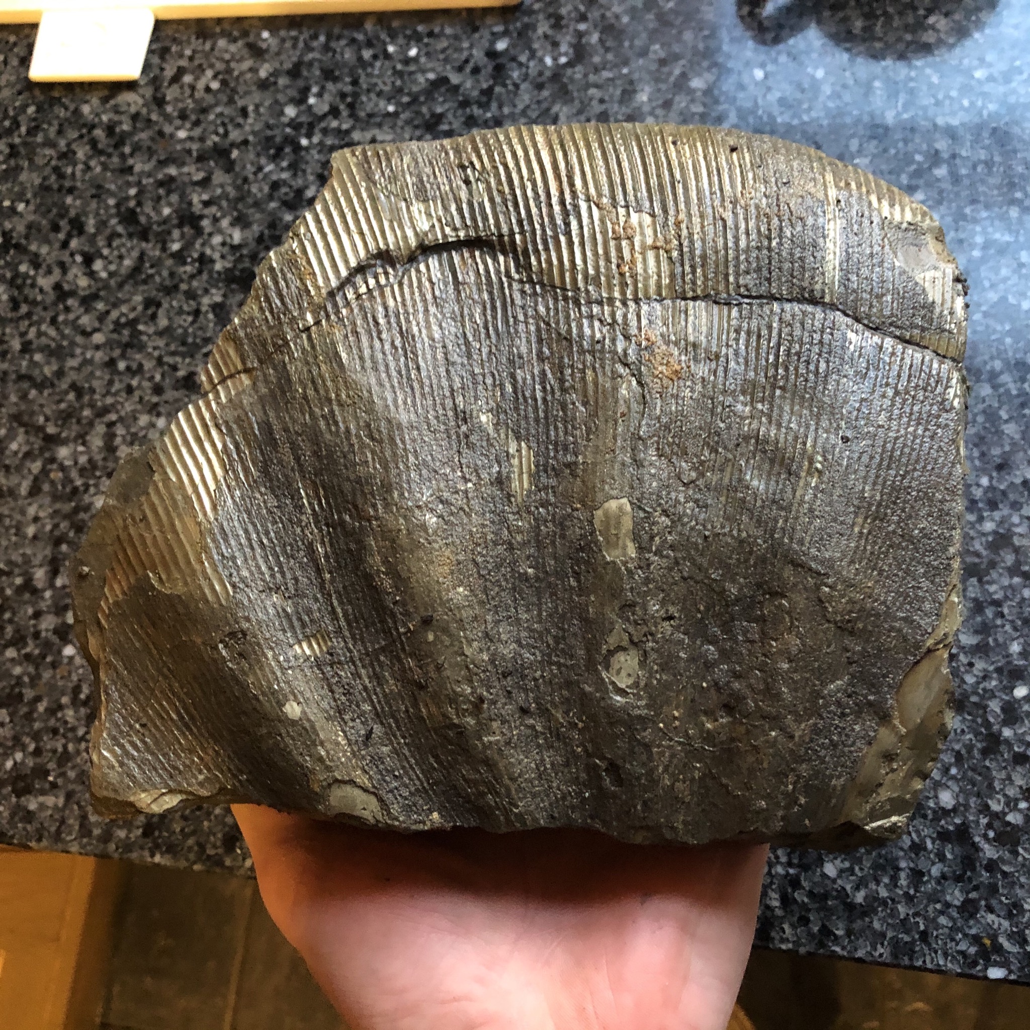 Some strange bits and bobs from Whitby yesterday - Fossil ID - The ...