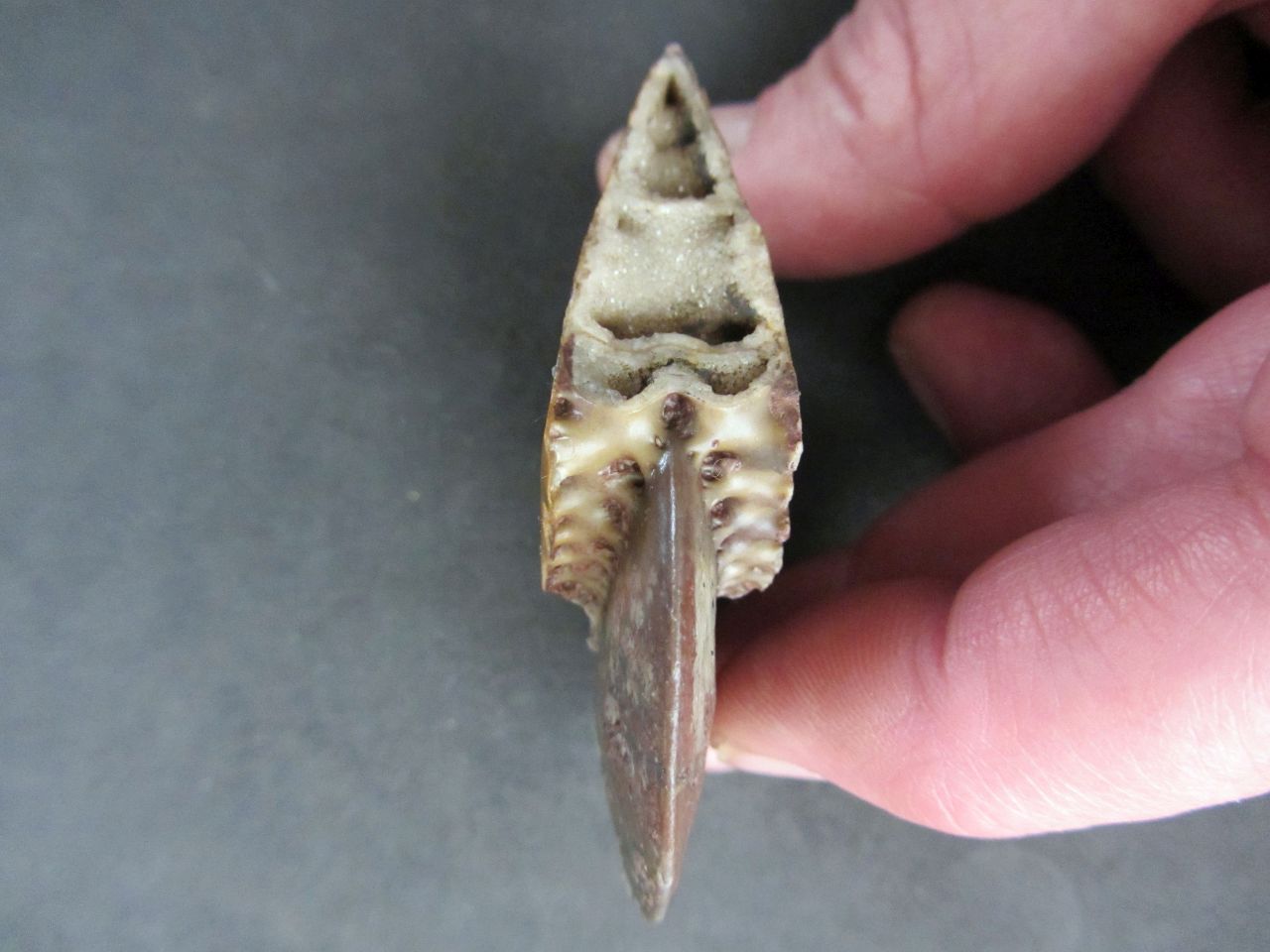 Beak with 2 rows of teeth - Fossil ID - The Fossil Forum