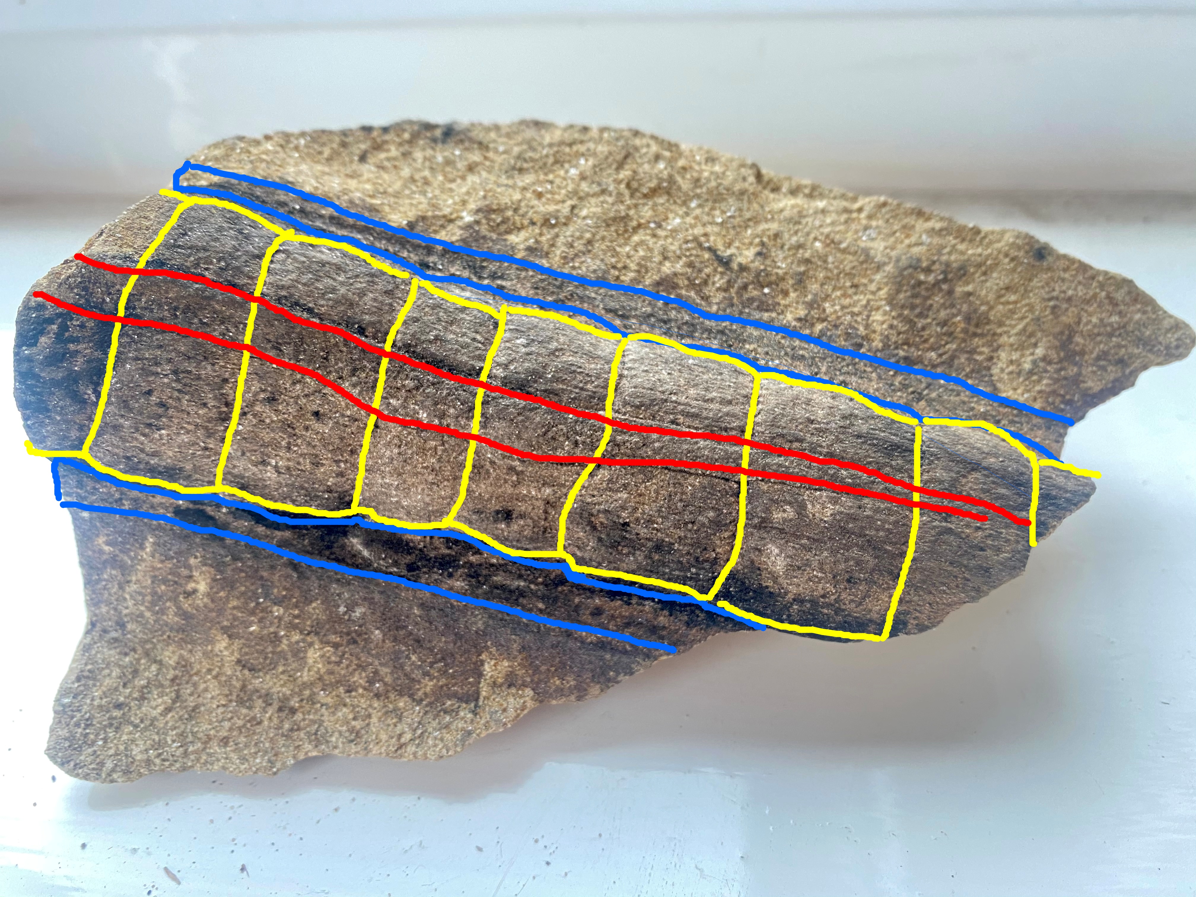 Calamite - Fossil ID - The Fossil Forum