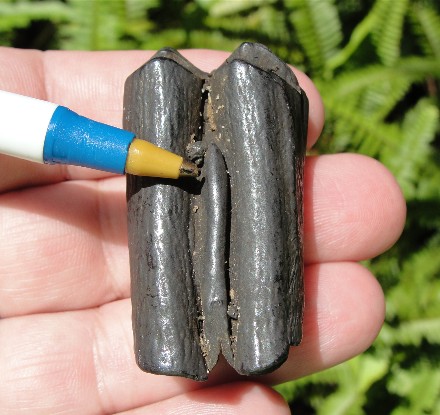 Tooth ID - Fossil ID - The Fossil Forum